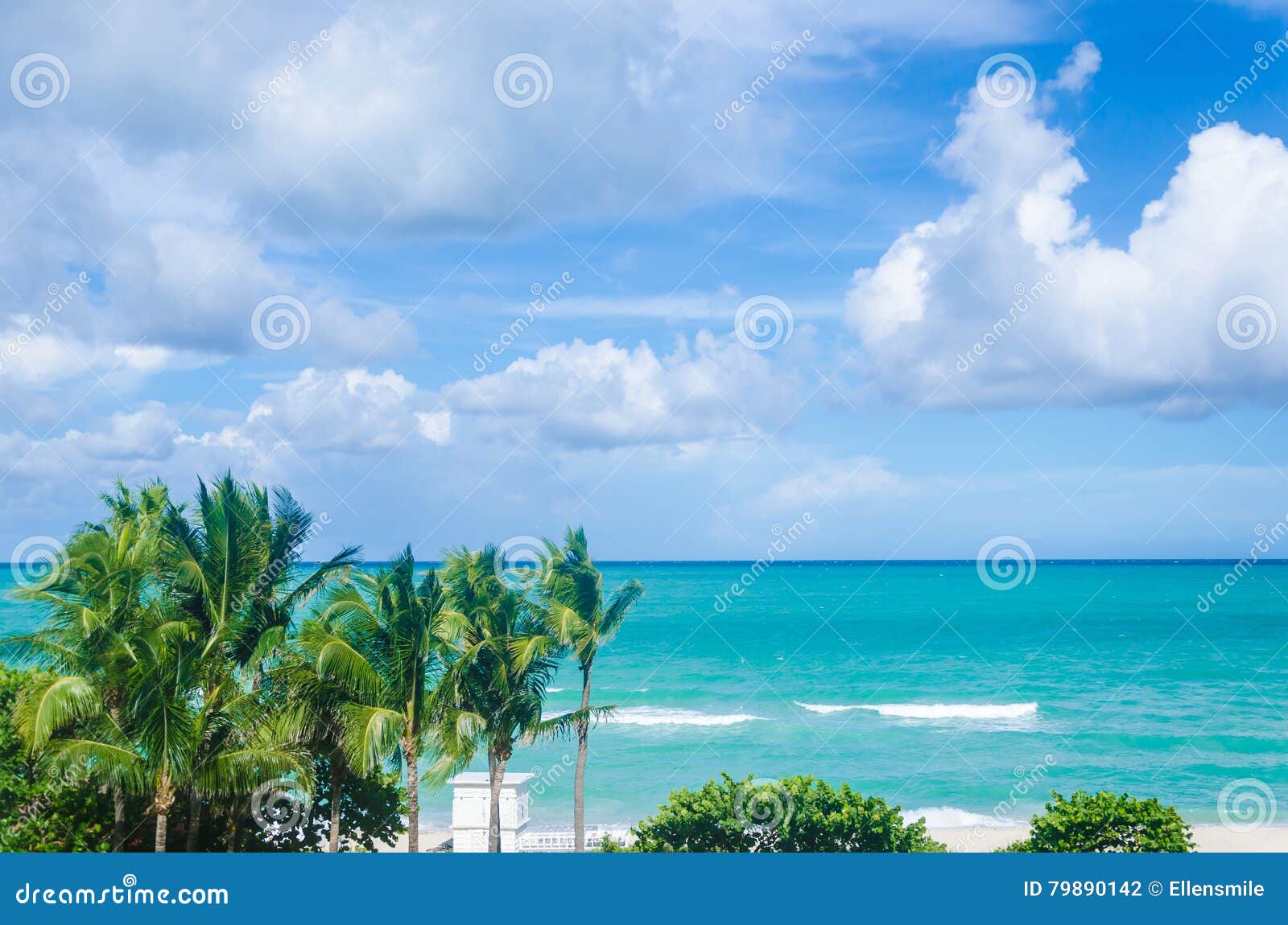Miami Beach Palms stock photo. Image of resort, paradise - 79890142