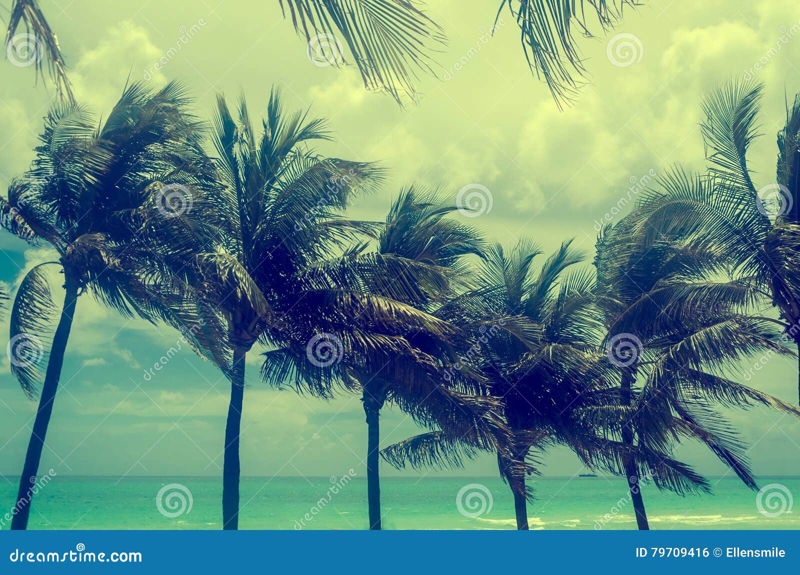 Miami Beach Palms - Retro Effect Stock Photo - Image of effect, vintage ...