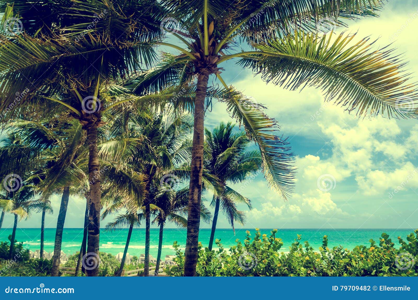 Miami Beach Palms, Retro Effect Stock Photo - Image of beach, trees ...