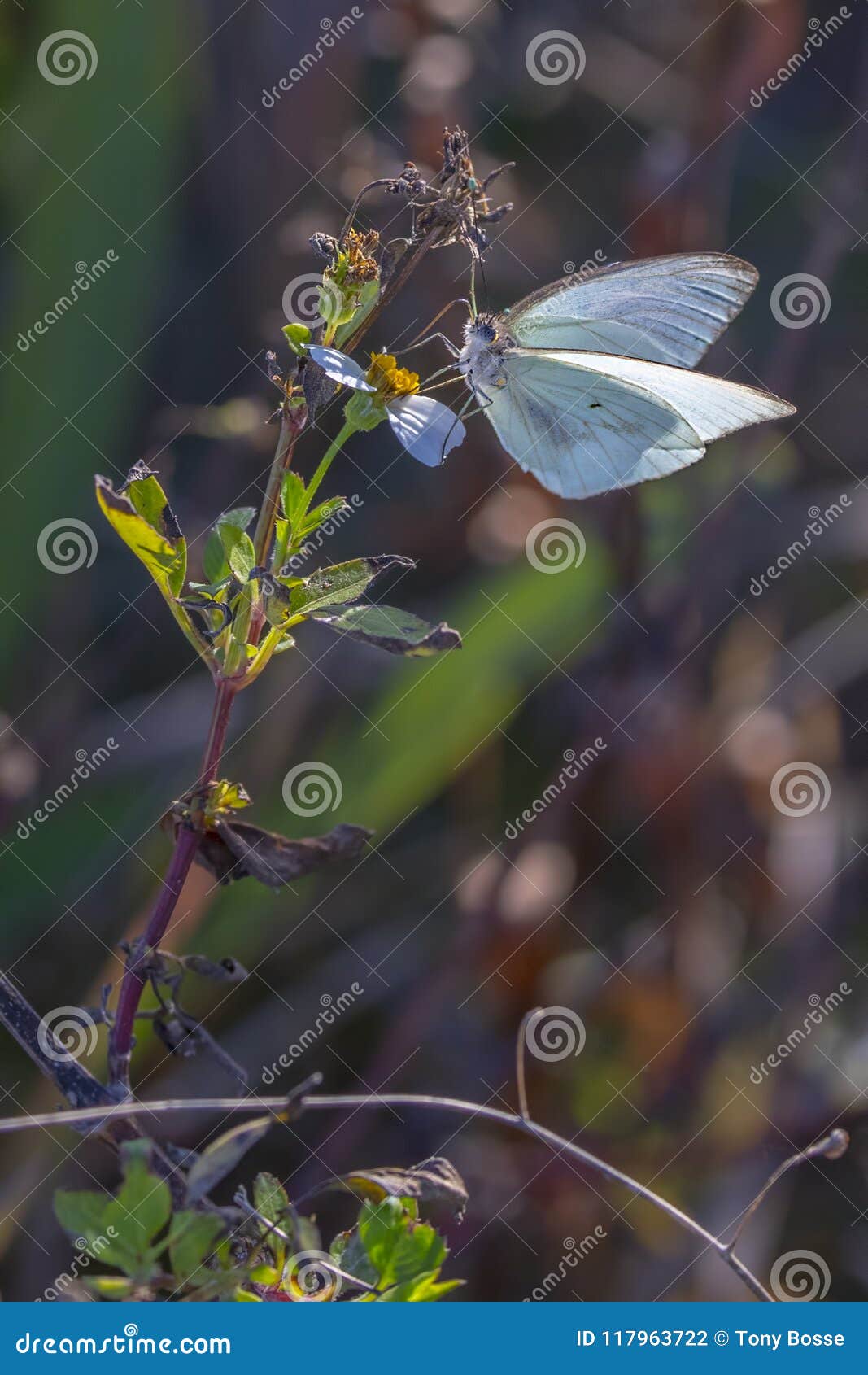 Miami Blue Butterfly Closeup Stock Photo - Image of small, tiny: 117963722