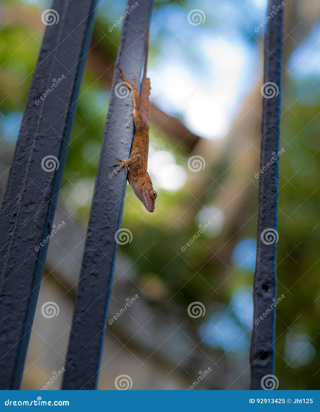 Miami Florida Lizard stock image. Image of colorful, gateway - 92913425