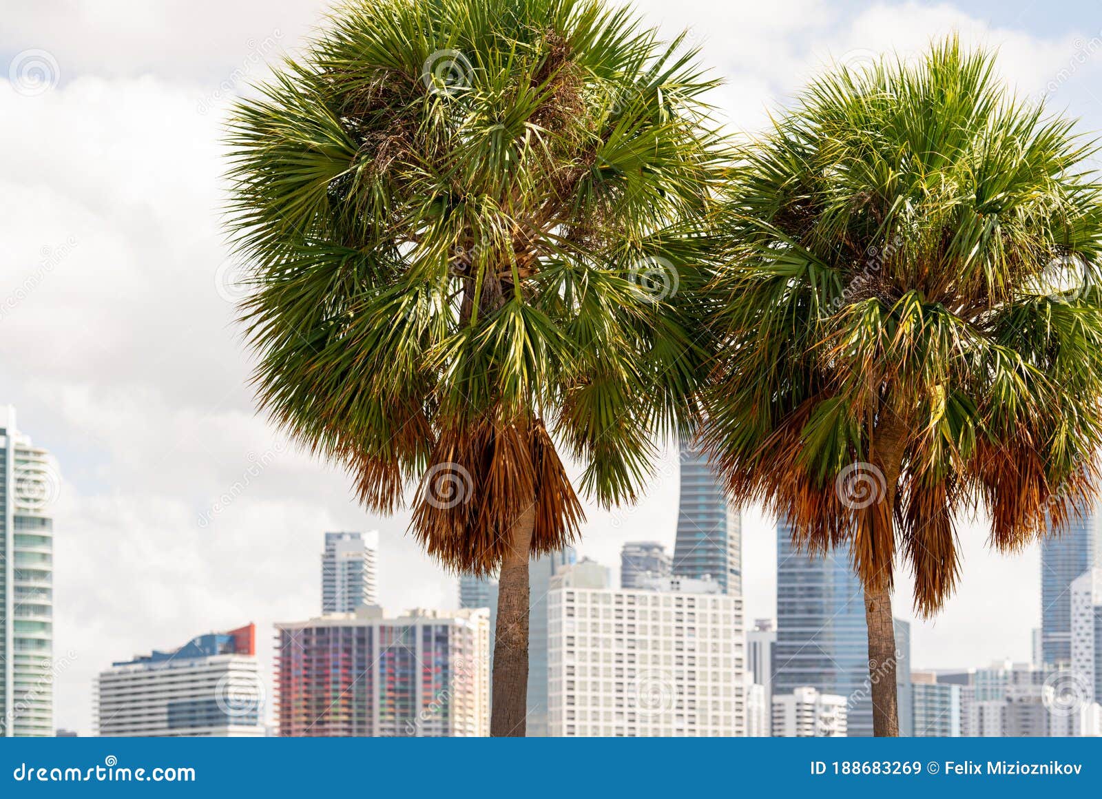 Miami Palm Trees with City Scene in Background Stock Image - Image of ...