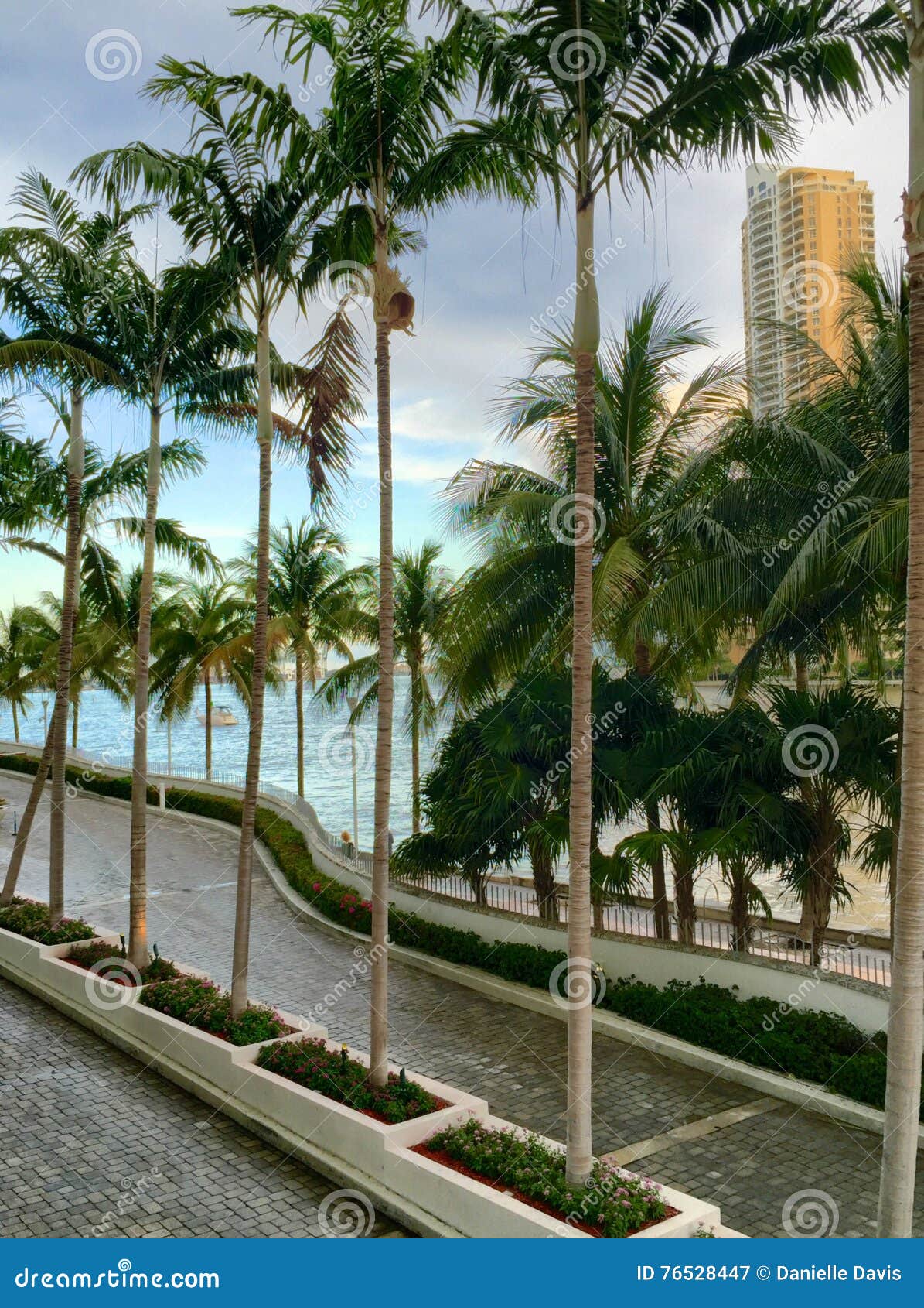Miami Palm trees stock image. Image of downtown, trees - 76528447