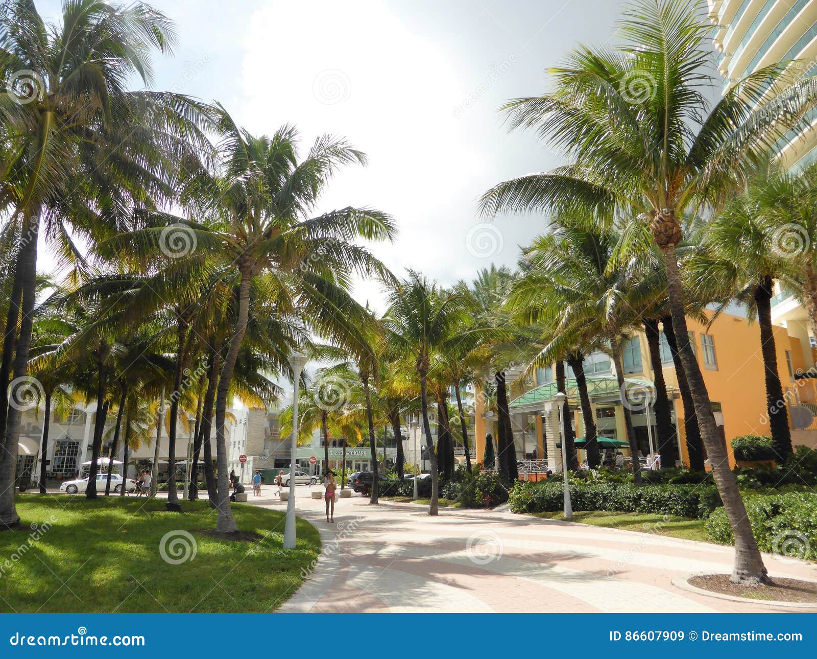 Miami palm trees editorial stock image. Image of miami - 86607909