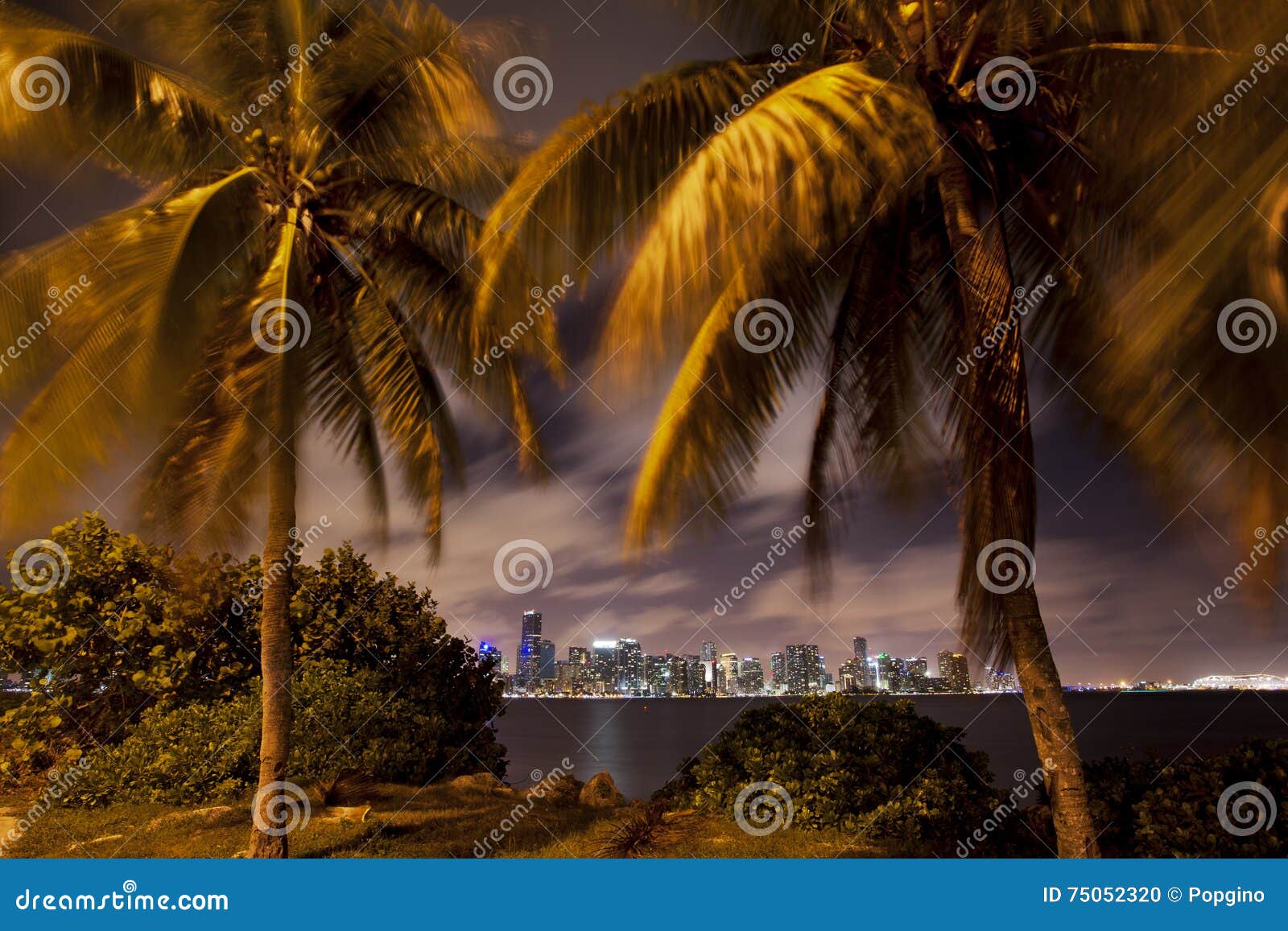 Miami Skyline through the Palms Stock Photo - Image of buildings ...