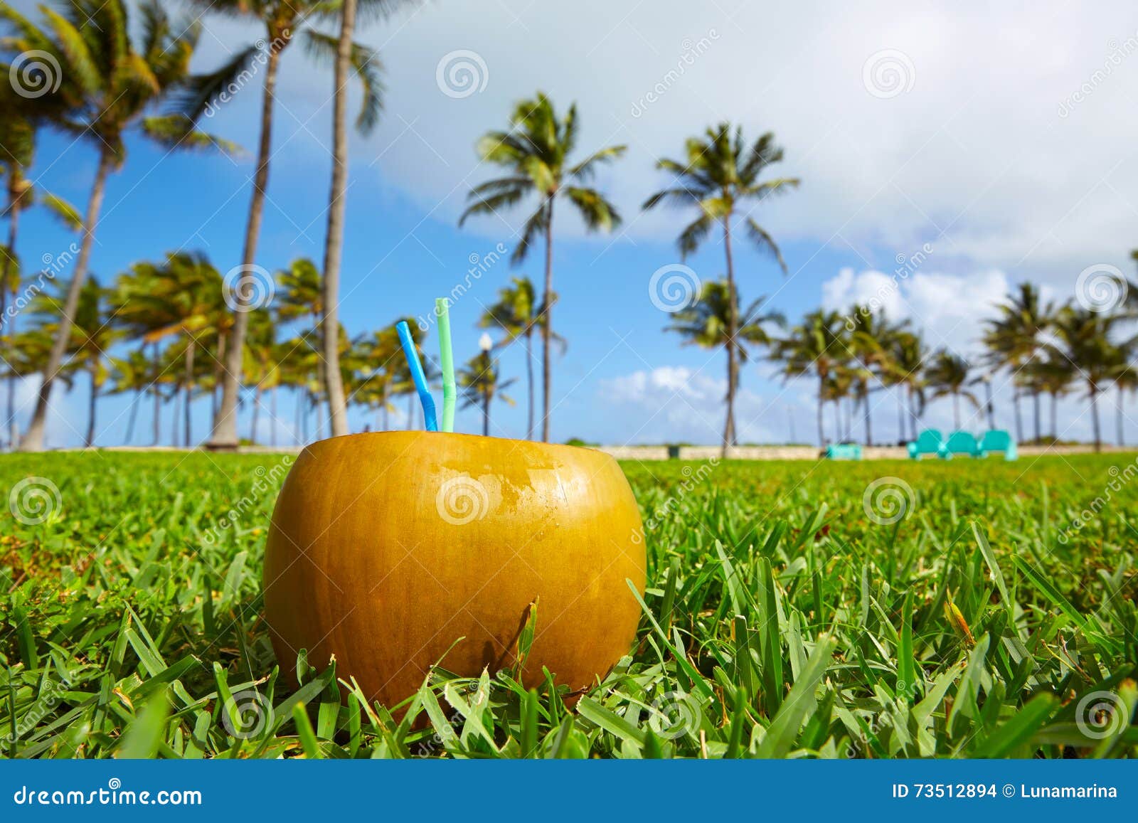 Miami South Beach 2 Straws Coconut Florida Stock Photo - Image of blue ...