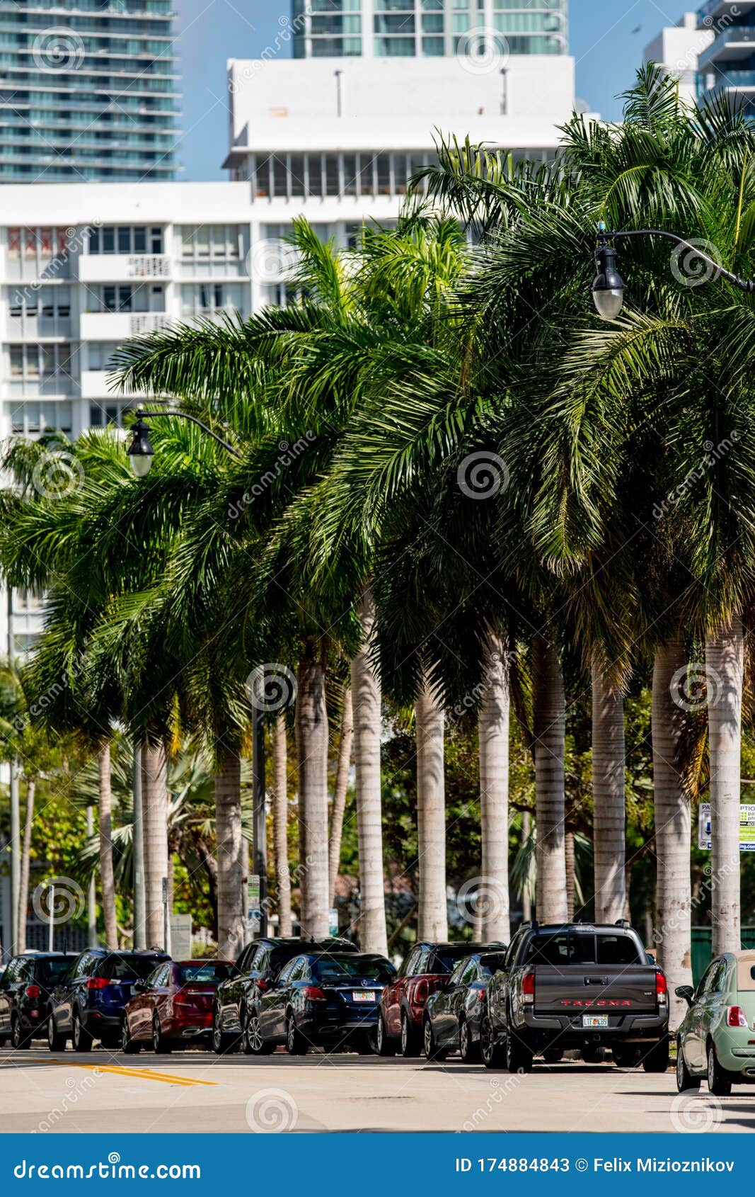 Miami Street Parking with Row of Palm Trees Editorial Stock Photo ...