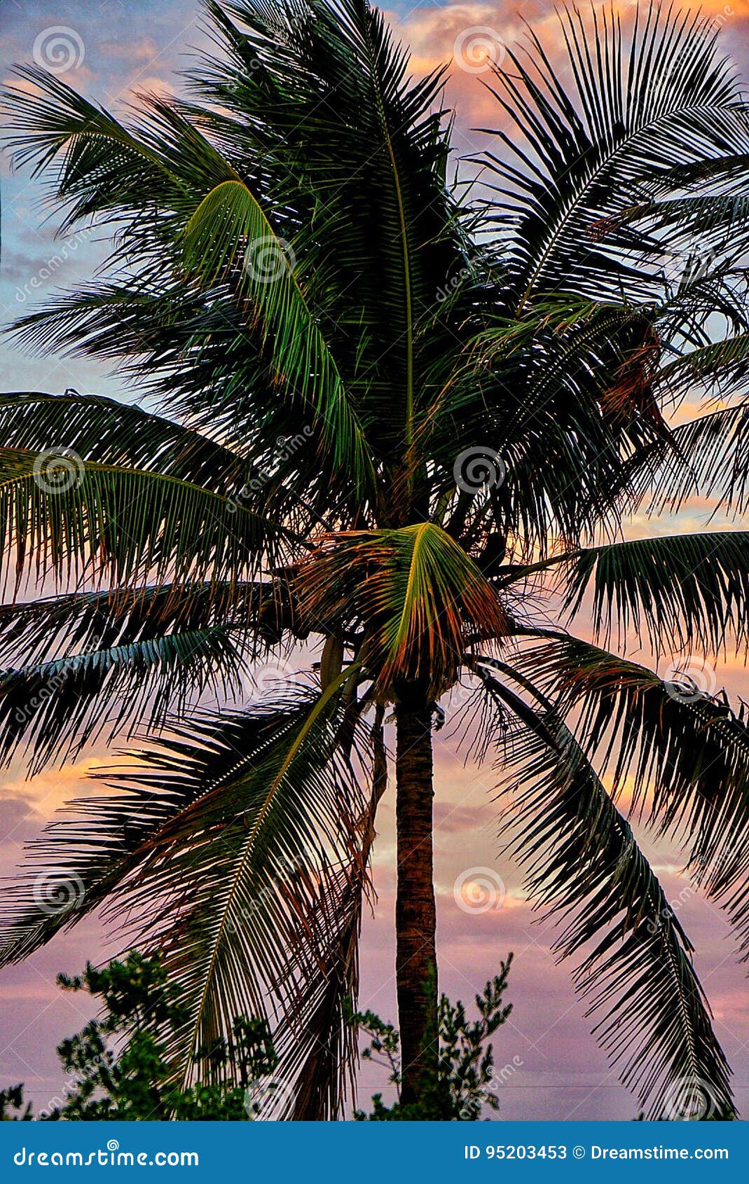 Miami Vice stock image. Image of vice, palm, tropical - 95203453