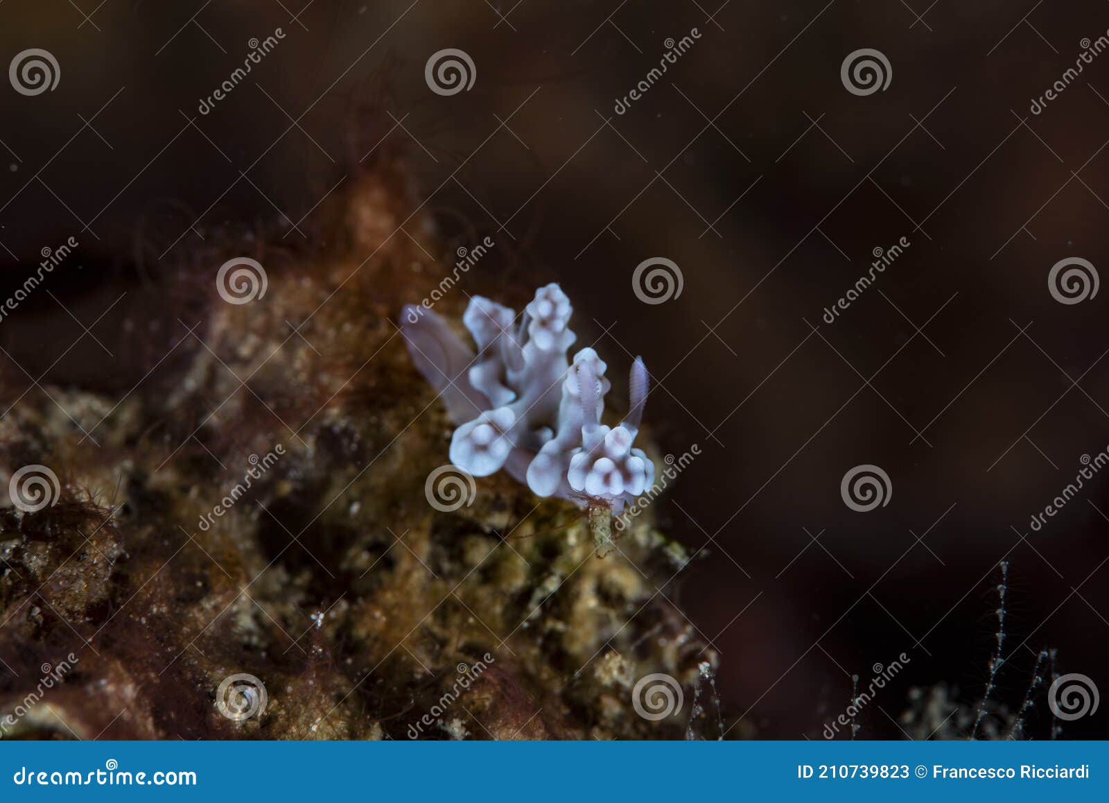 Miamira Alleni Nudibranch Juvenile Stock Image - Image of biology ...