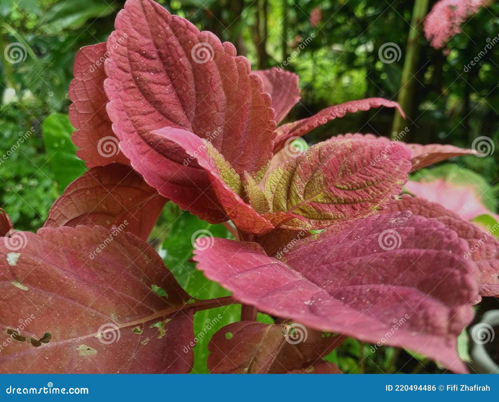 Miana Flower Ornamental Plant Stock Photo - Image of wildflower, miana ...