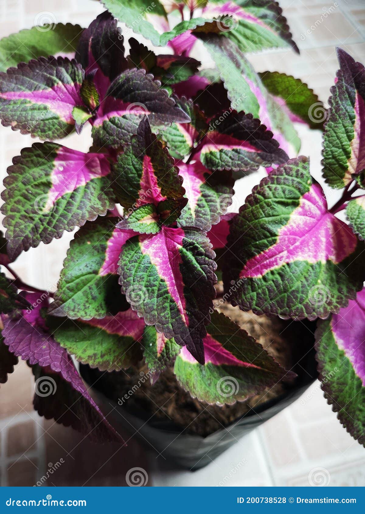 Miana stock photo. Image of plant, miana, flower - 200738528