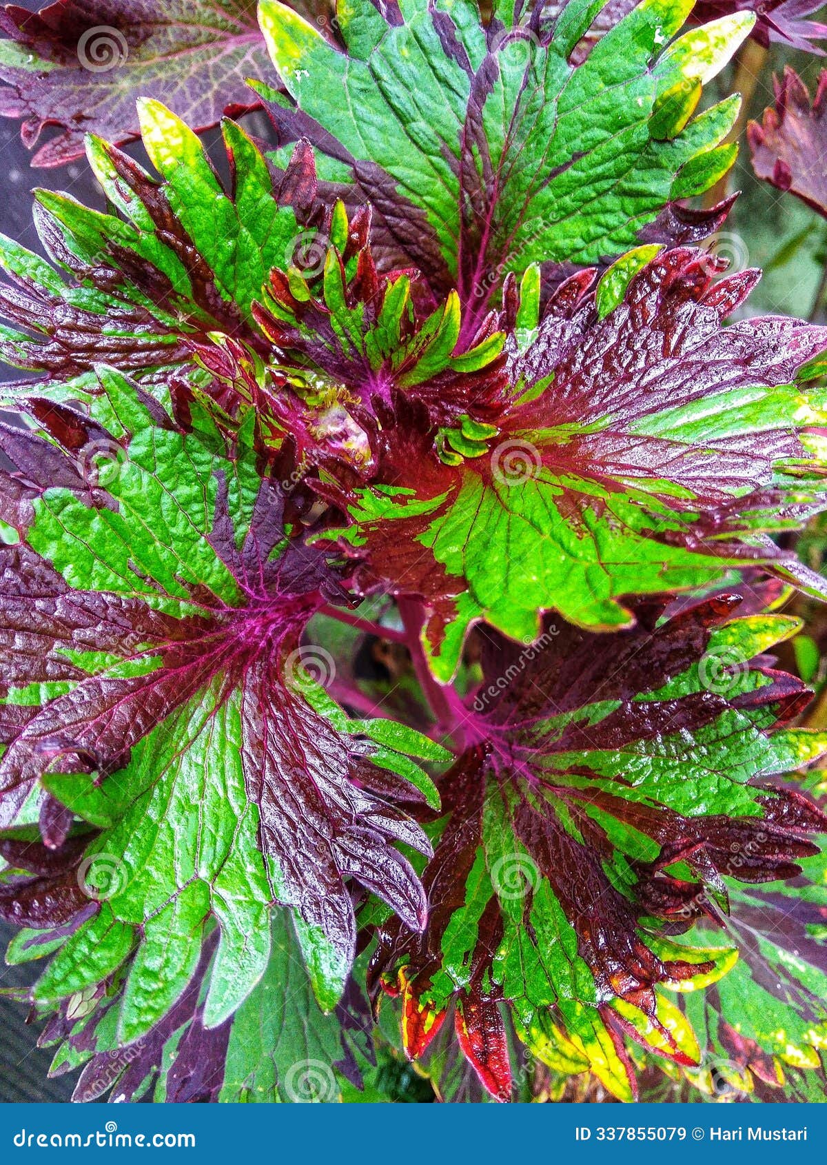 Miana Ornamental Plants Have Beautiful Patterns Stock Image - Image of ...