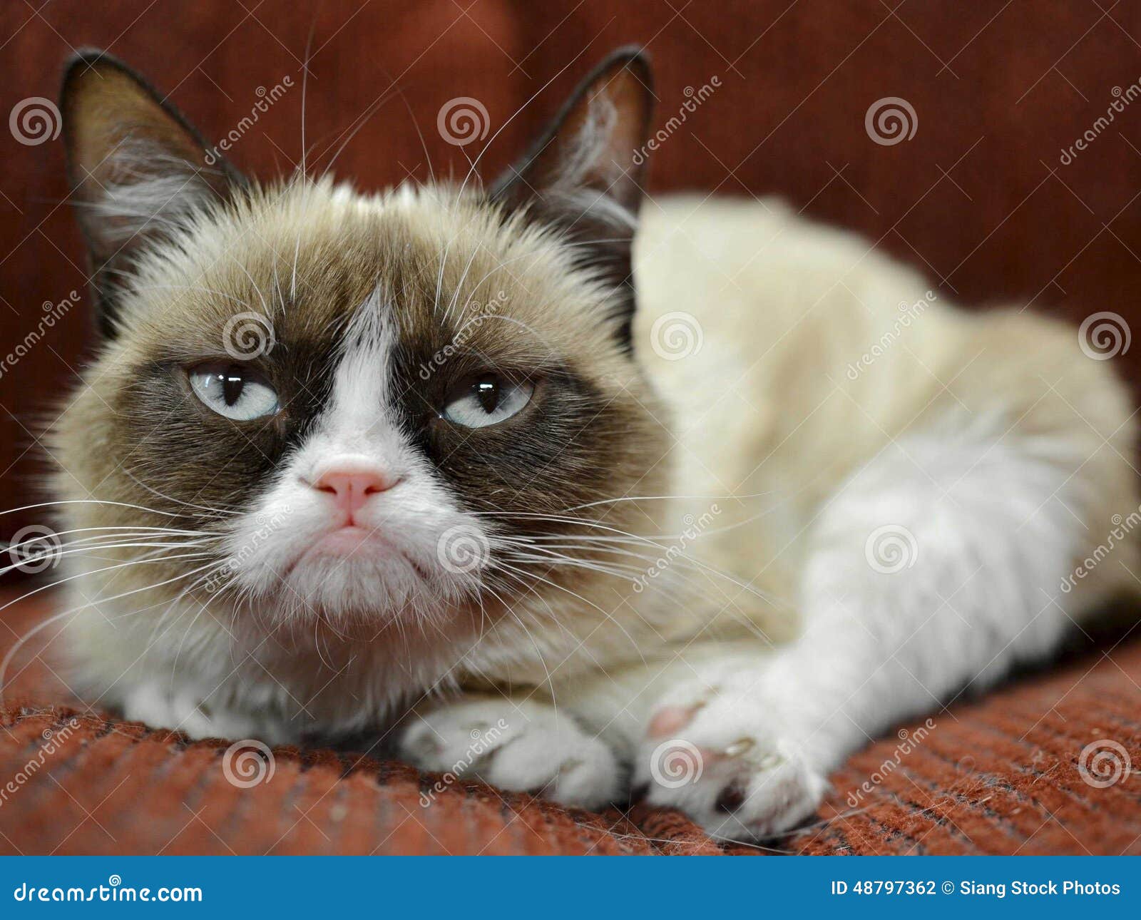 Miao~ stock photo. Image of nose, looking, emotional - 48797362