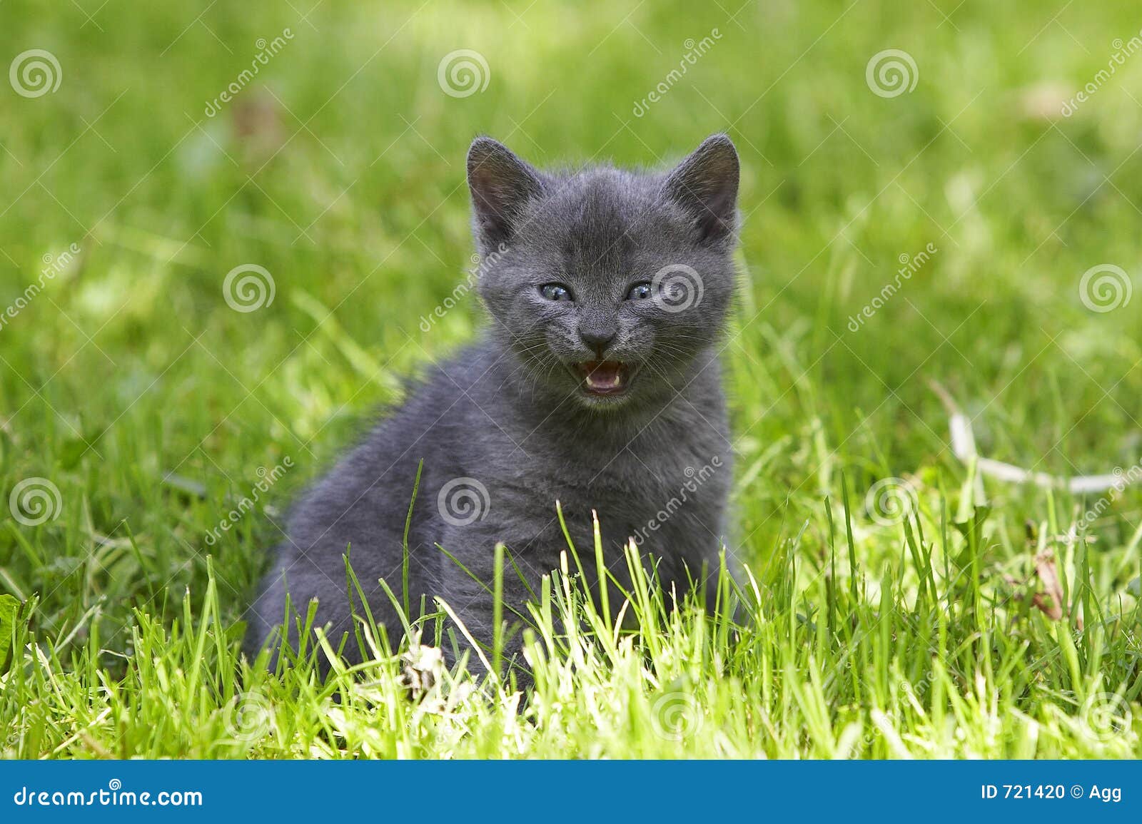 Miaow! stock photo. Image of plat, animal, meow, favourite - 721420