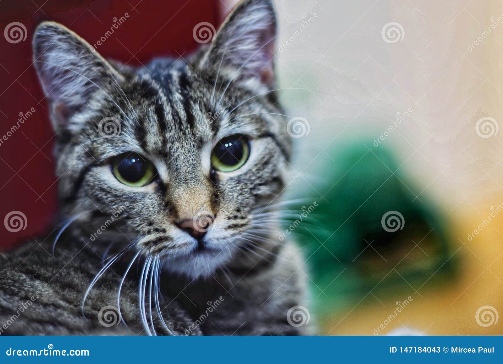 Mustati Stock Photos - Free & Royalty-Free Stock Photos from Dreamstime