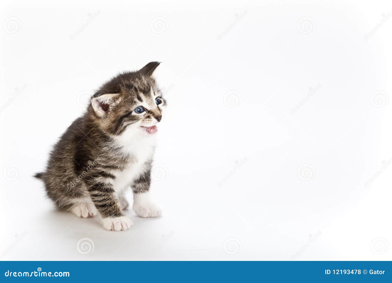 Miauler de chaton photo stock. Image du isolement, blanc - 12193478