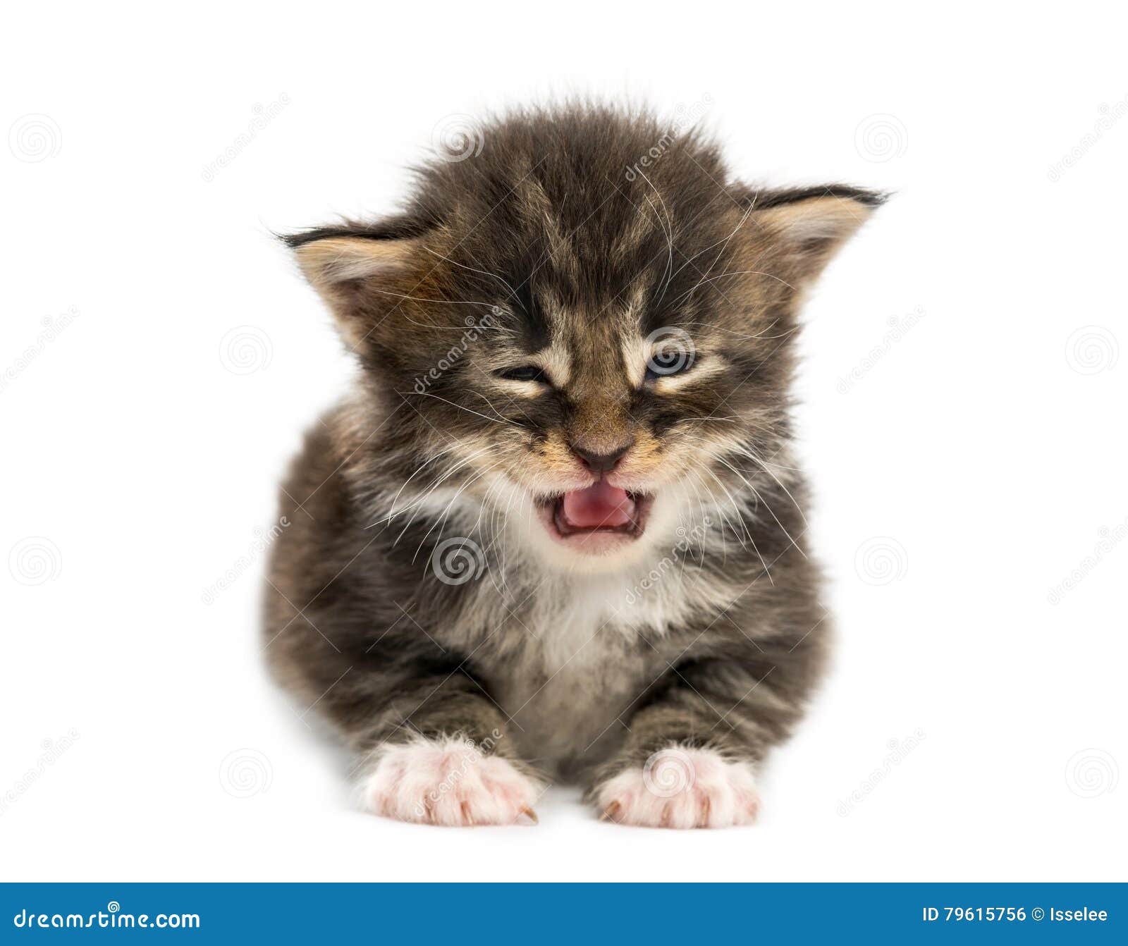 Miauler Mignon De Chaton De Maine Coon Photo stock - Image du chaton ...