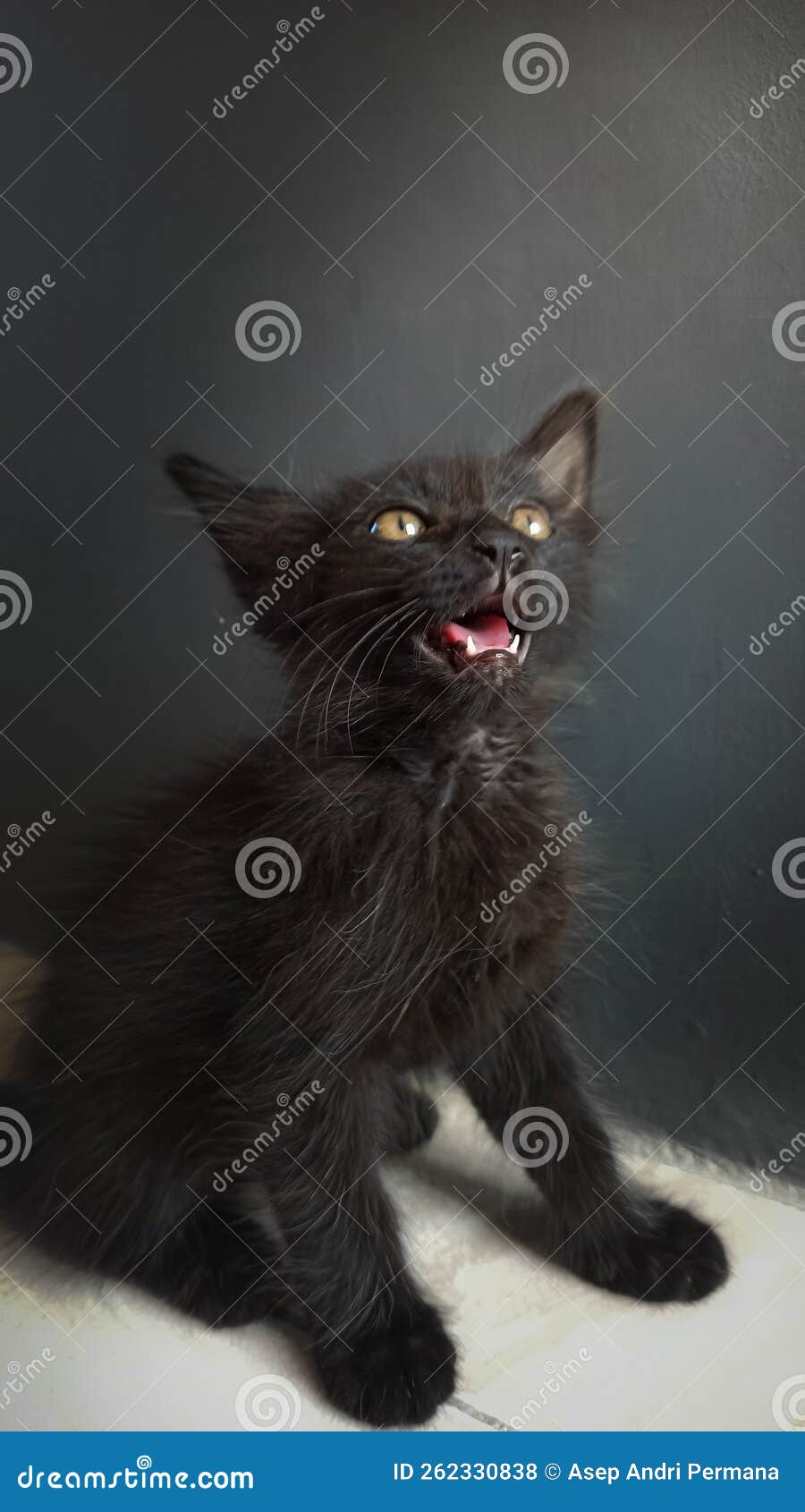 Miaw Black Cat stock photo. Image of black, miaw, animals - 262330838