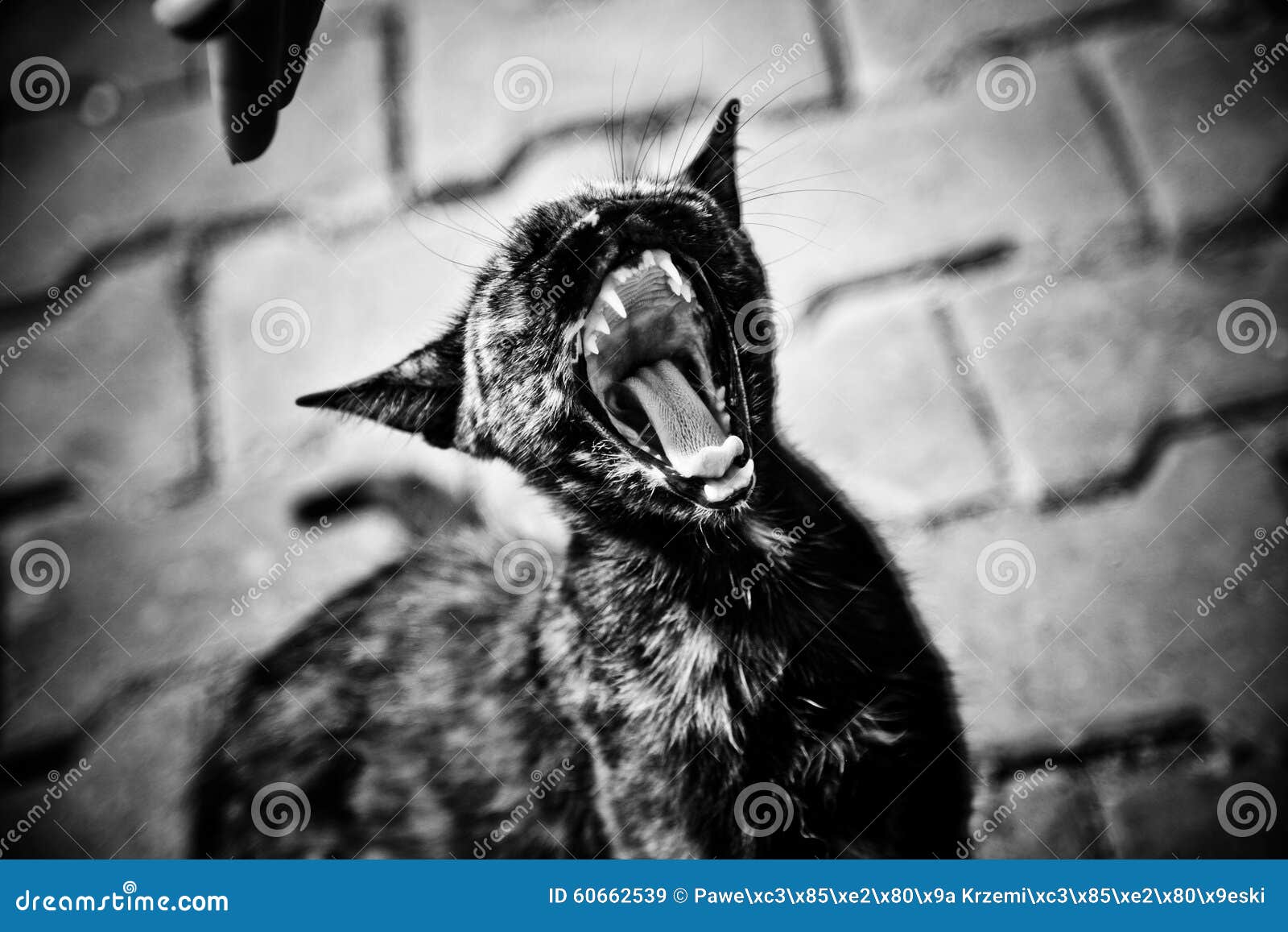 Miawing cat stock image. Image of turkish, city, tongue - 60662539