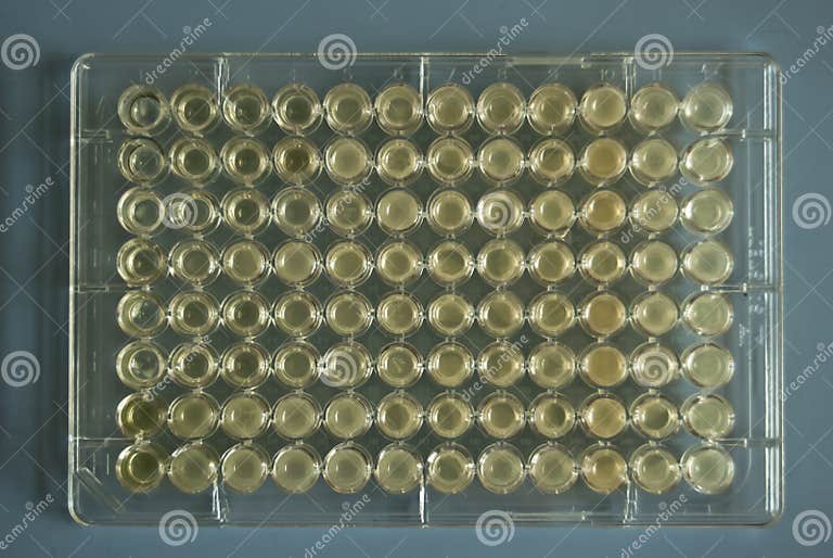 MIC Plate stock image. Image of microbiologist, safety - 20360933