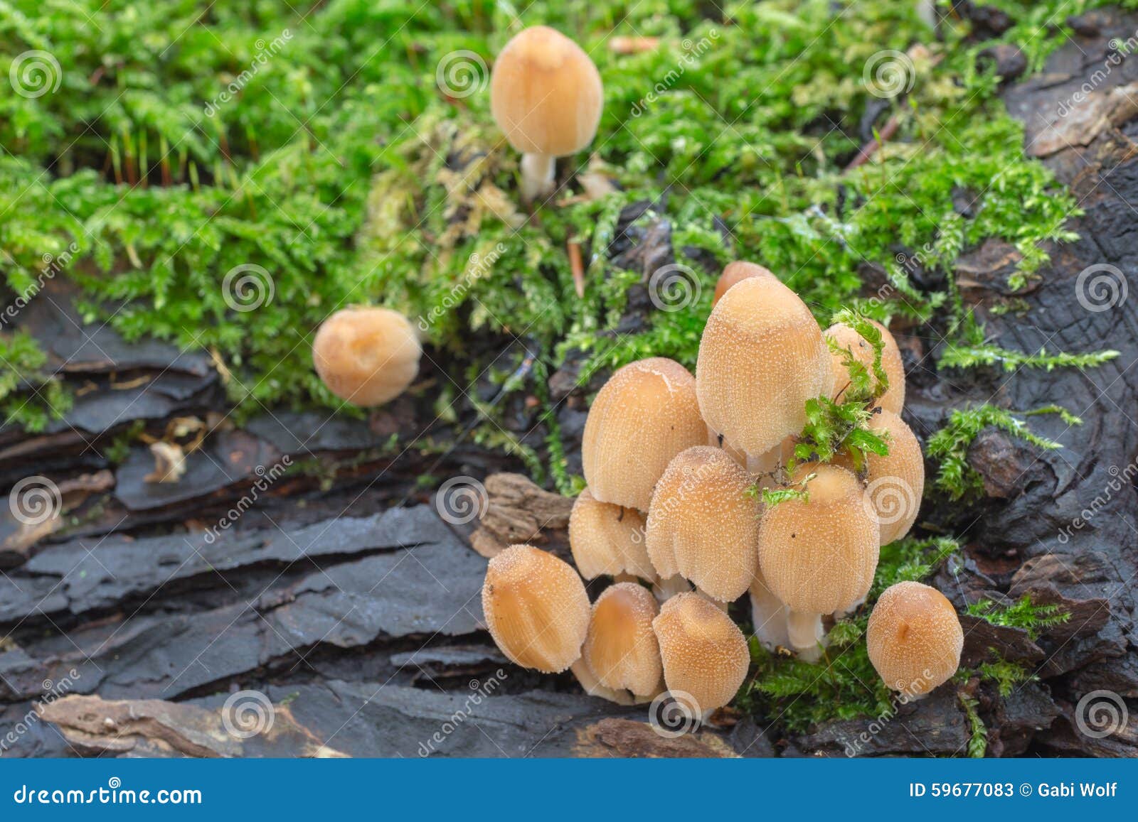 Mica Cap - Coprinus Micaceus Stock Image - Image of nature, micaceus ...