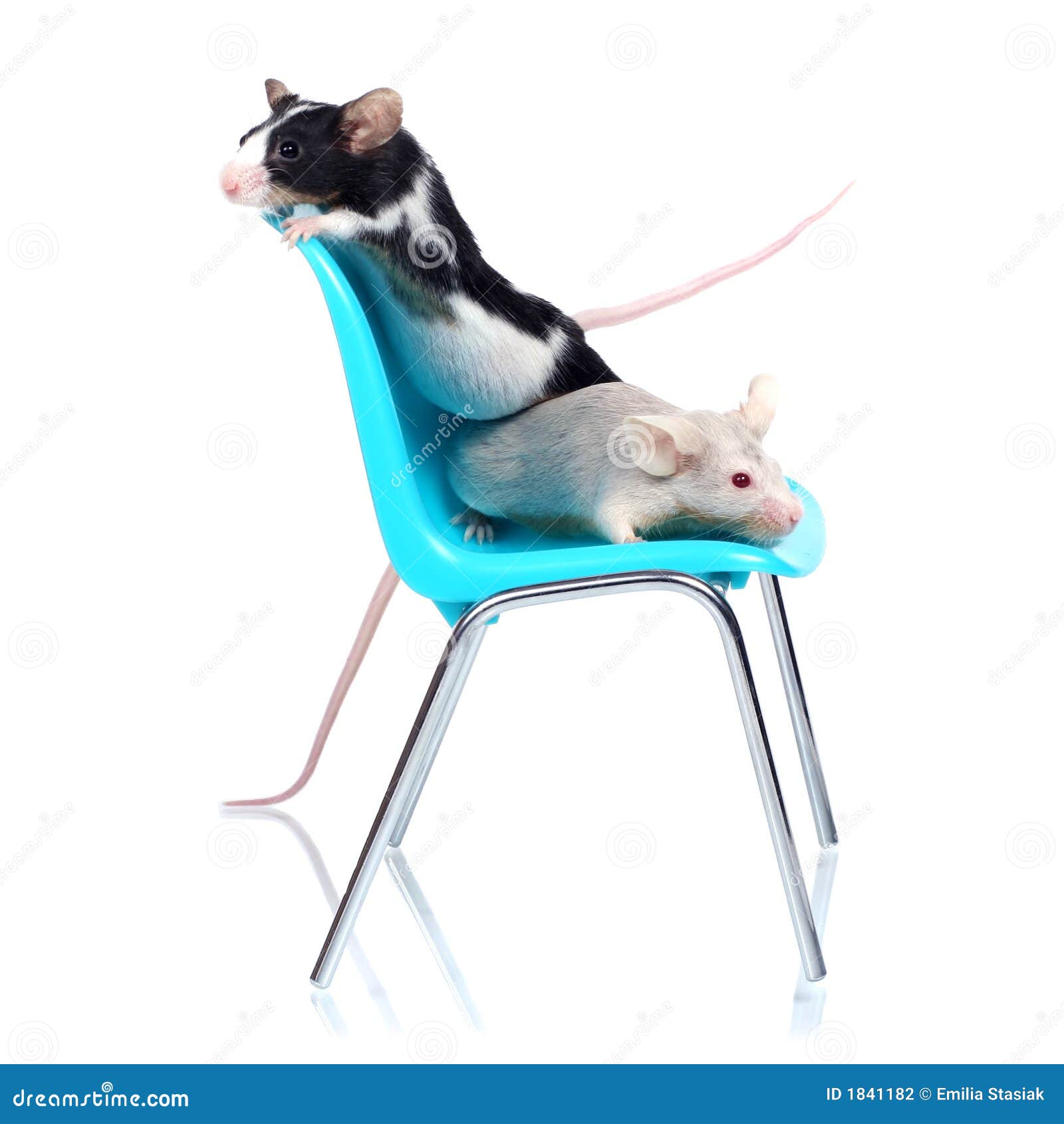 Mice stock photo. Image of close, looking, isolated, fancy - 1841182