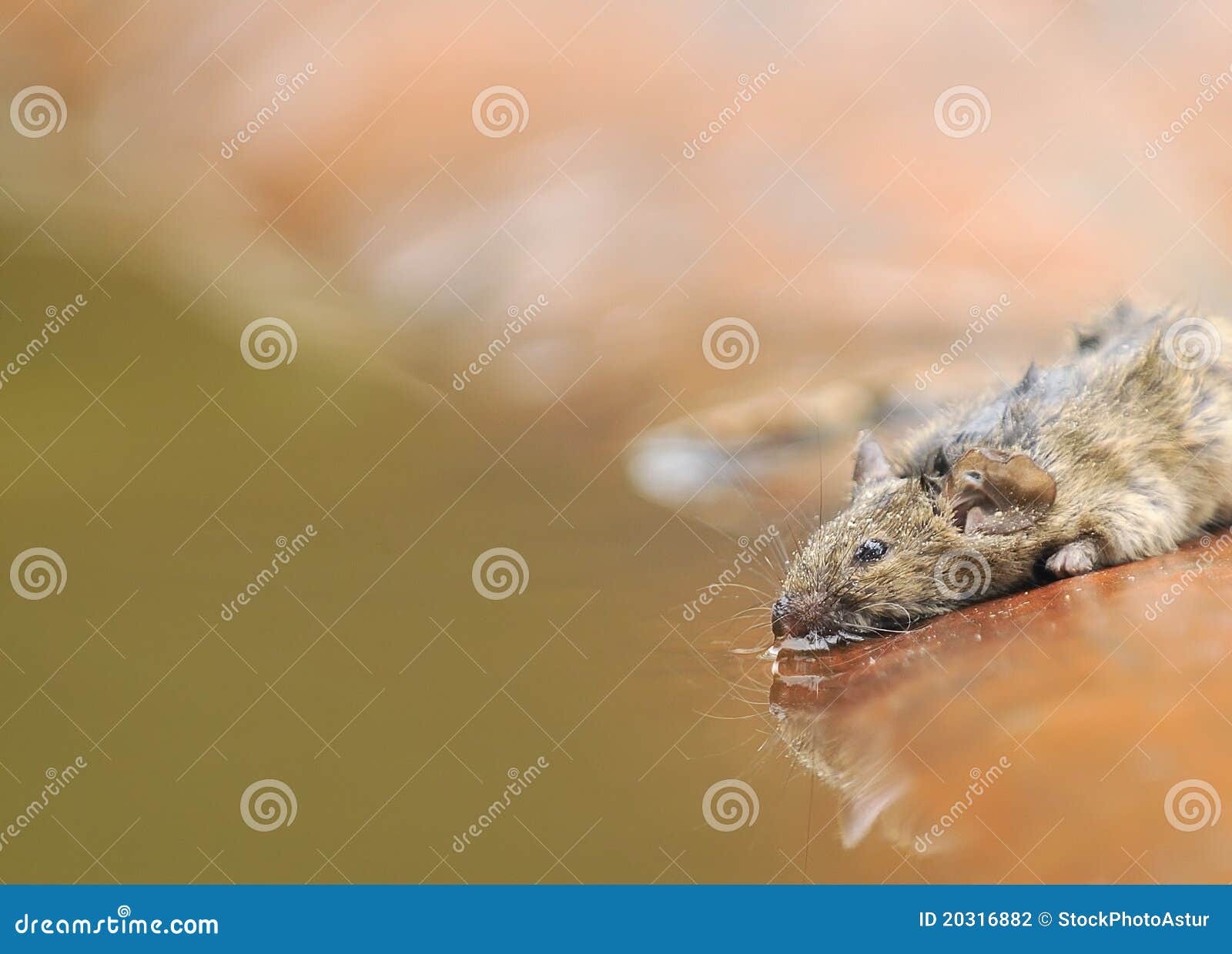 Mice. stock photo. Image of rodent, rodents, ecosystem - 20316882