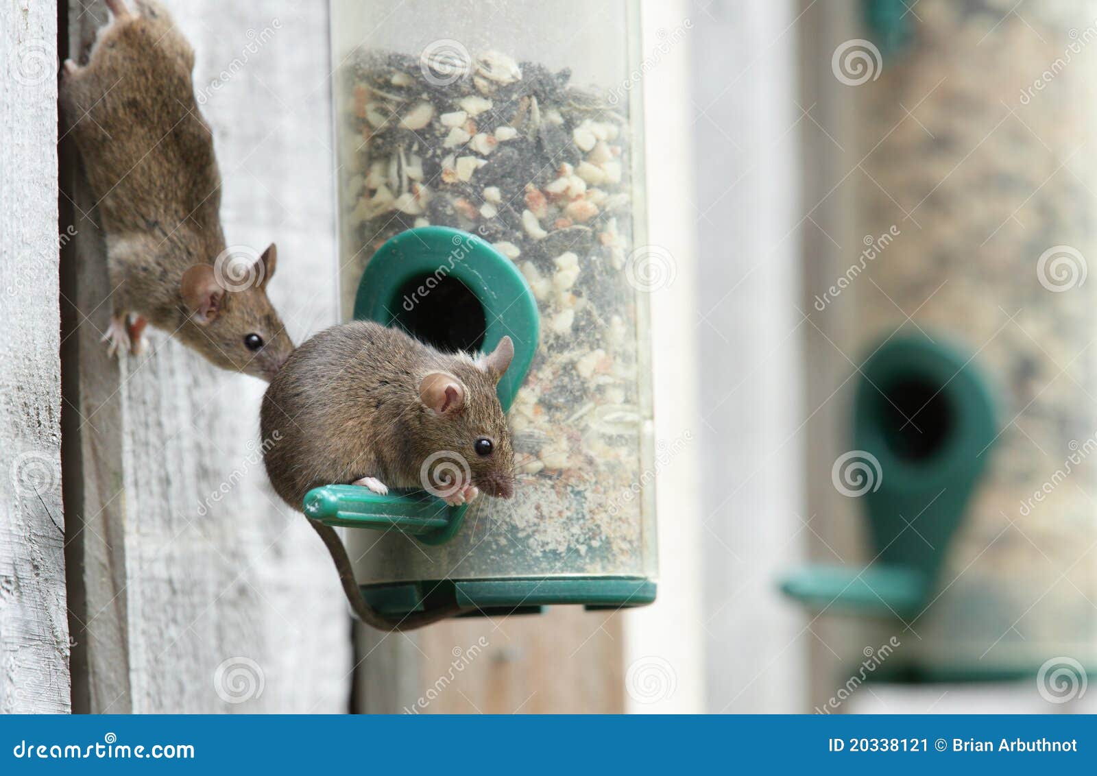 Mice. stock image. Image of tails, mammals, mammal, wildlife - 20338121