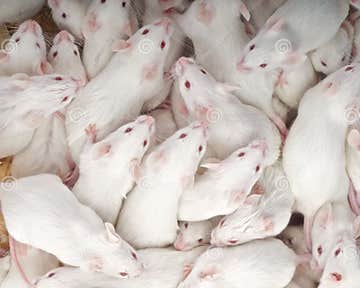 Mice stock photo. Image of pharmaceutical, laboratory - 24793002