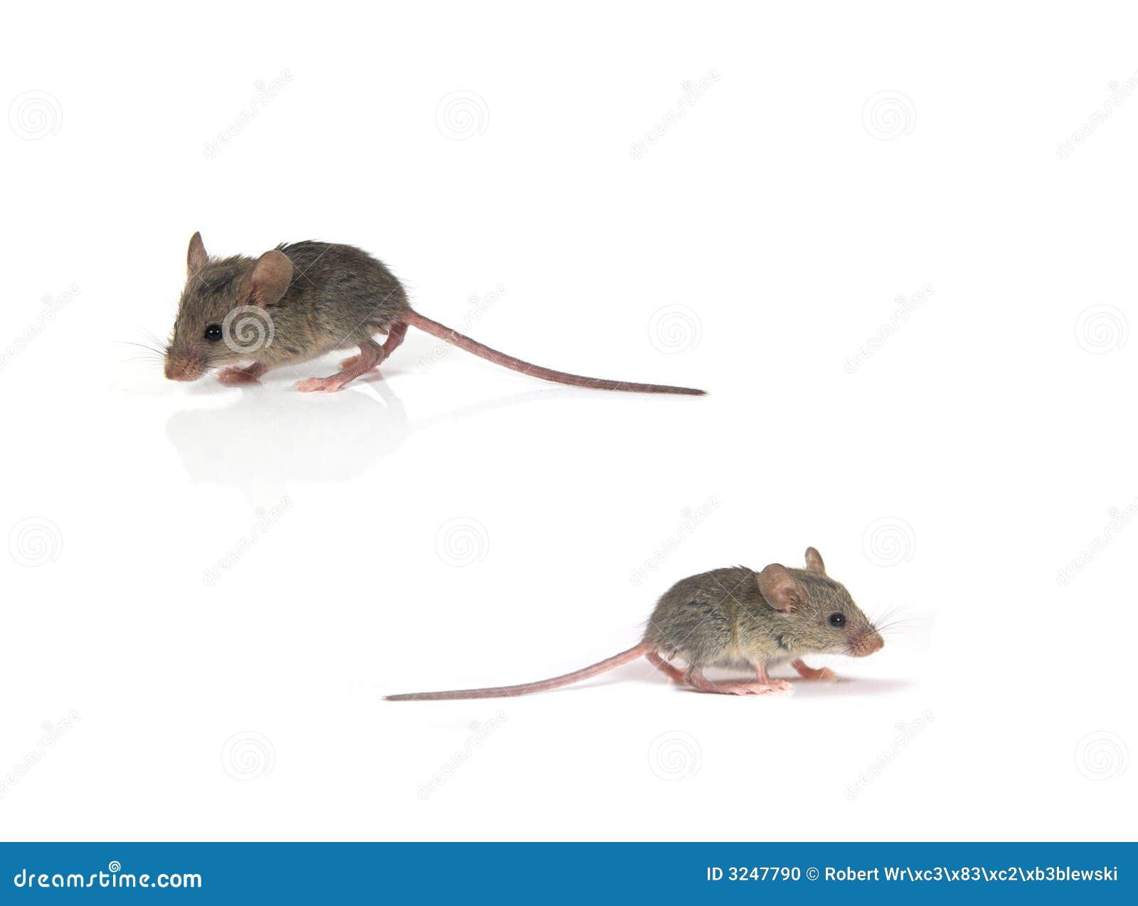 Mice stock photo. Image of cute, inducement, incentive - 3247790
