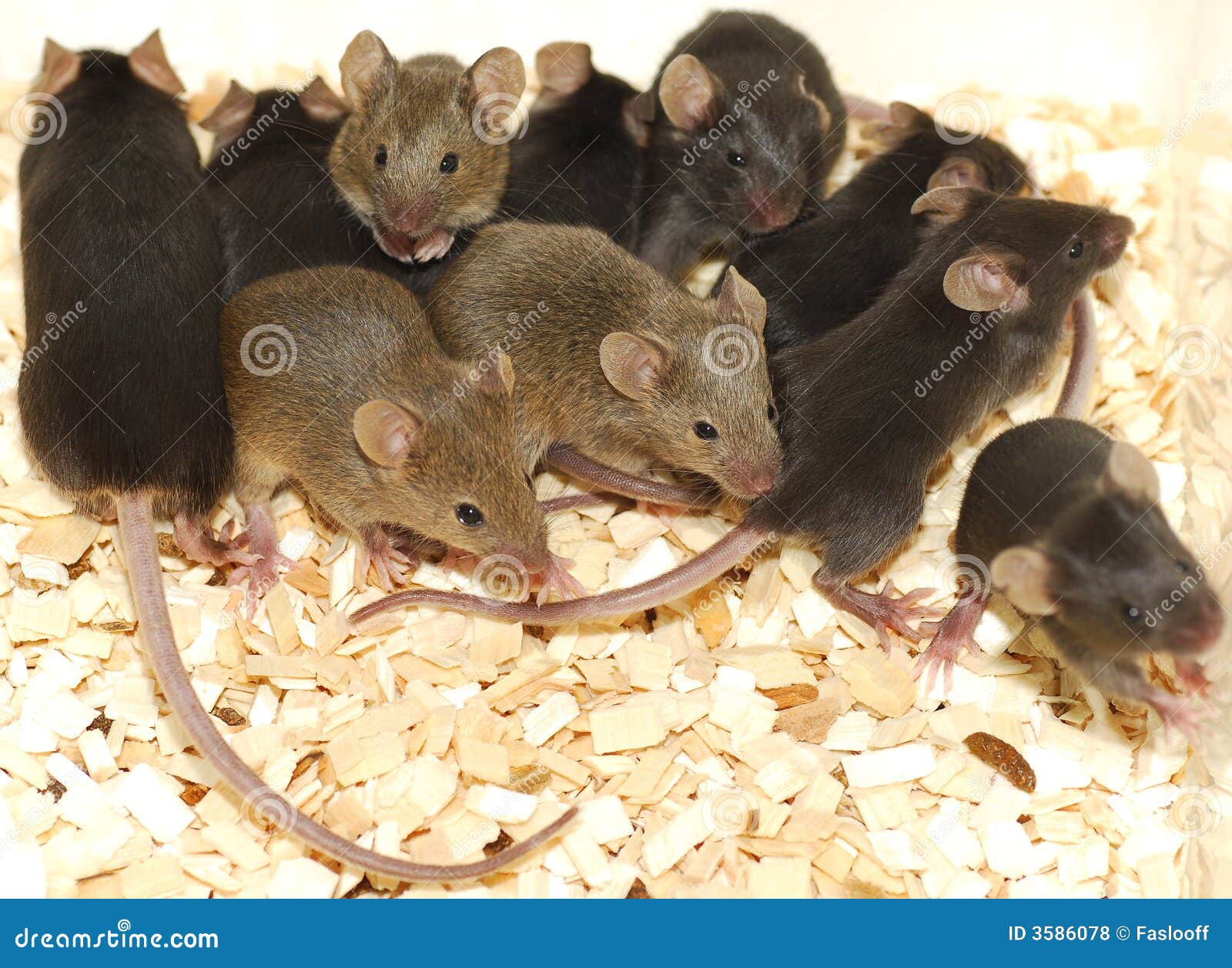 Mice stock photo. Image of laboratory, mammal, brown, wood - 3586078