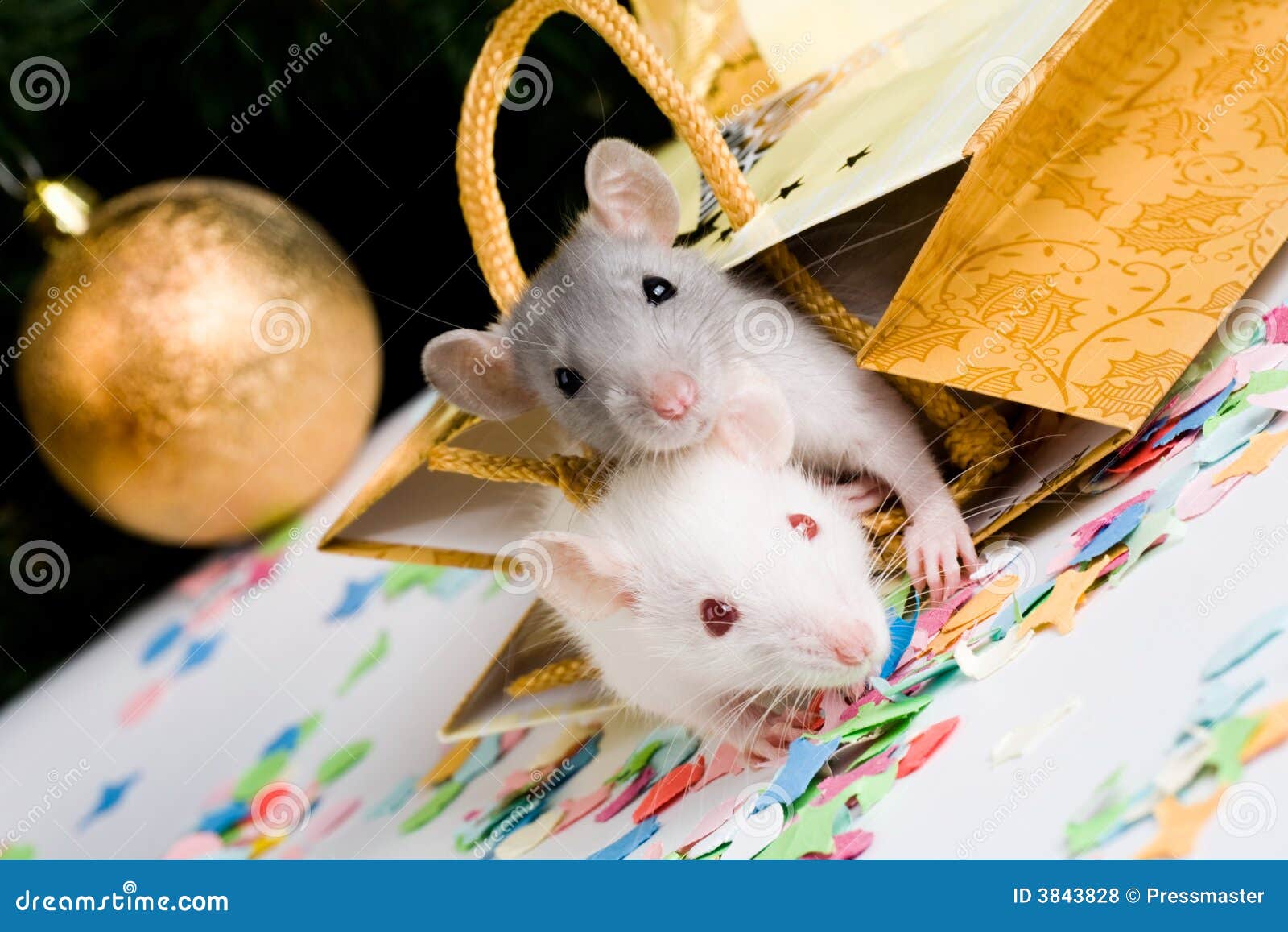Mice stock photo. Image of little, color, mousetrap, give - 3843828