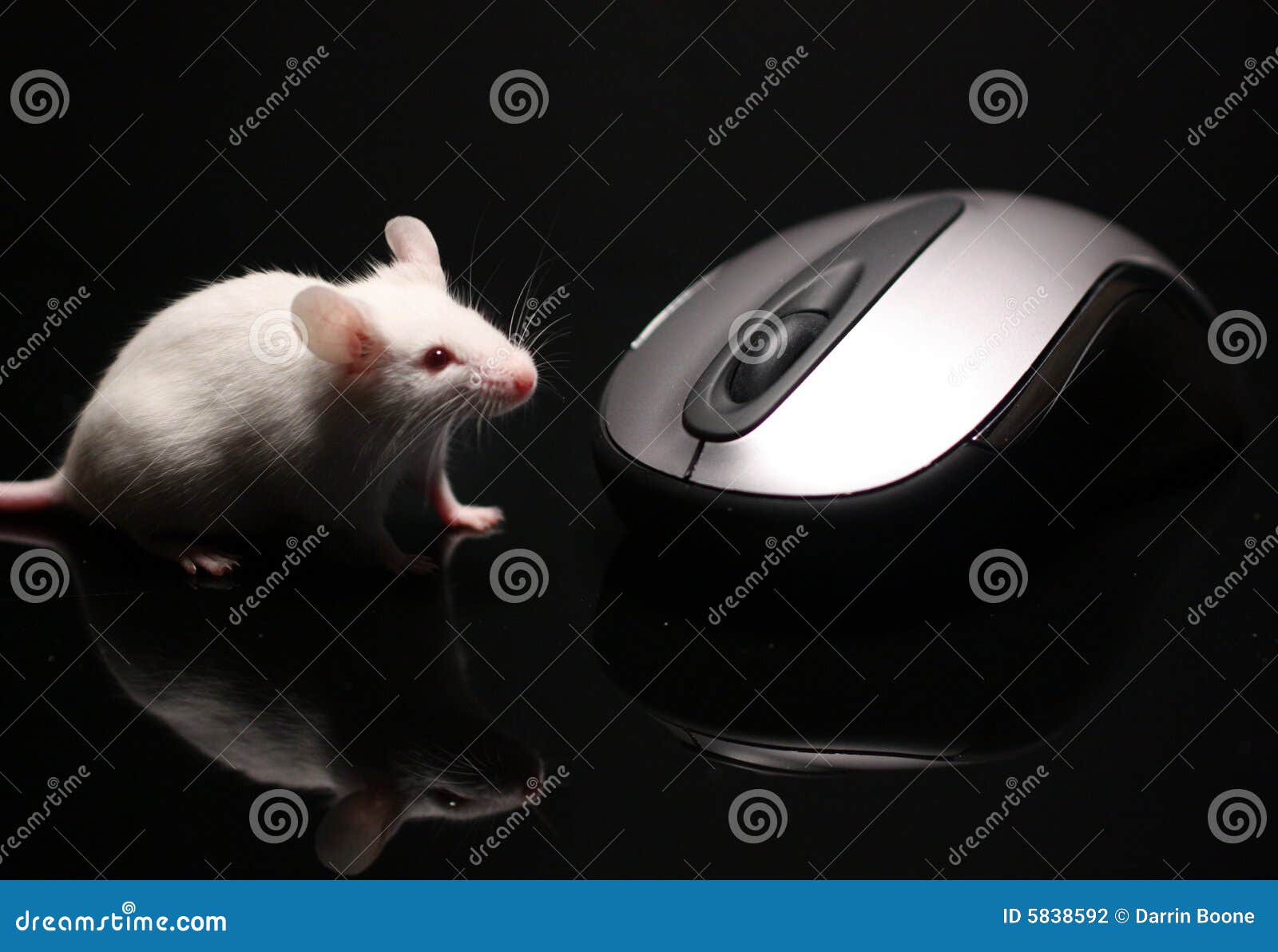 Mice stock photo. Image of mammal, device, reflection - 5838592
