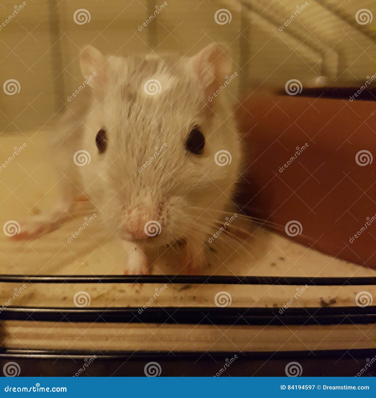 Mice stock image. Image of cute, mice, nice, small, grey - 84194597