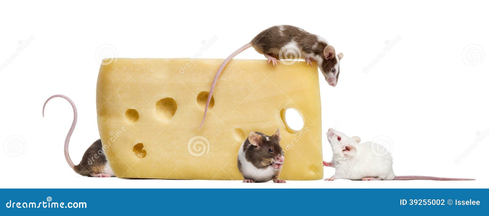 Mice Around a Big Piece of Cheese Stock Photo - Image of musculus ...
