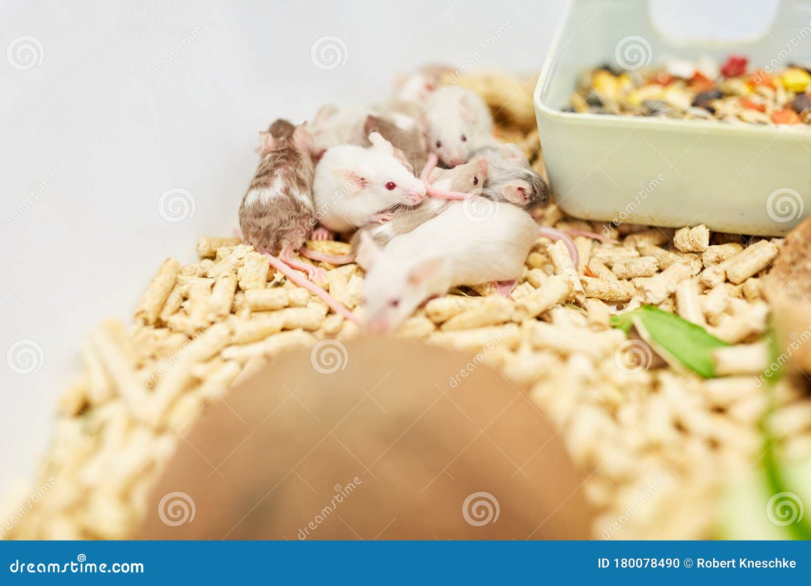 Mice in a cage in the lab stock photo. Image of science - 180078490