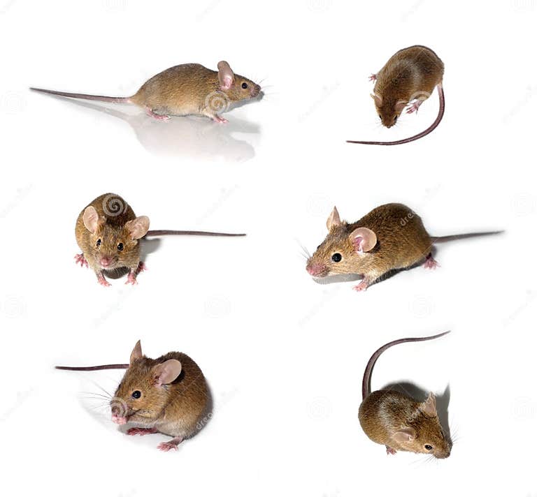 Mice collection stock image. Image of macro, hairy, pest - 12576077