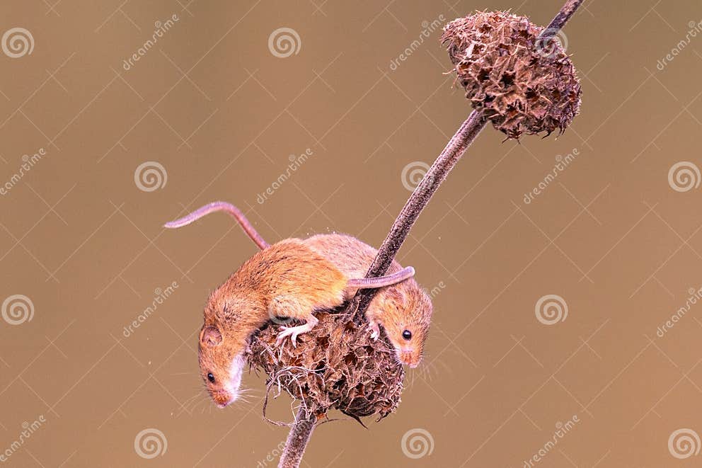 Mice on dried plant stem stock image. Image of close - 338855261