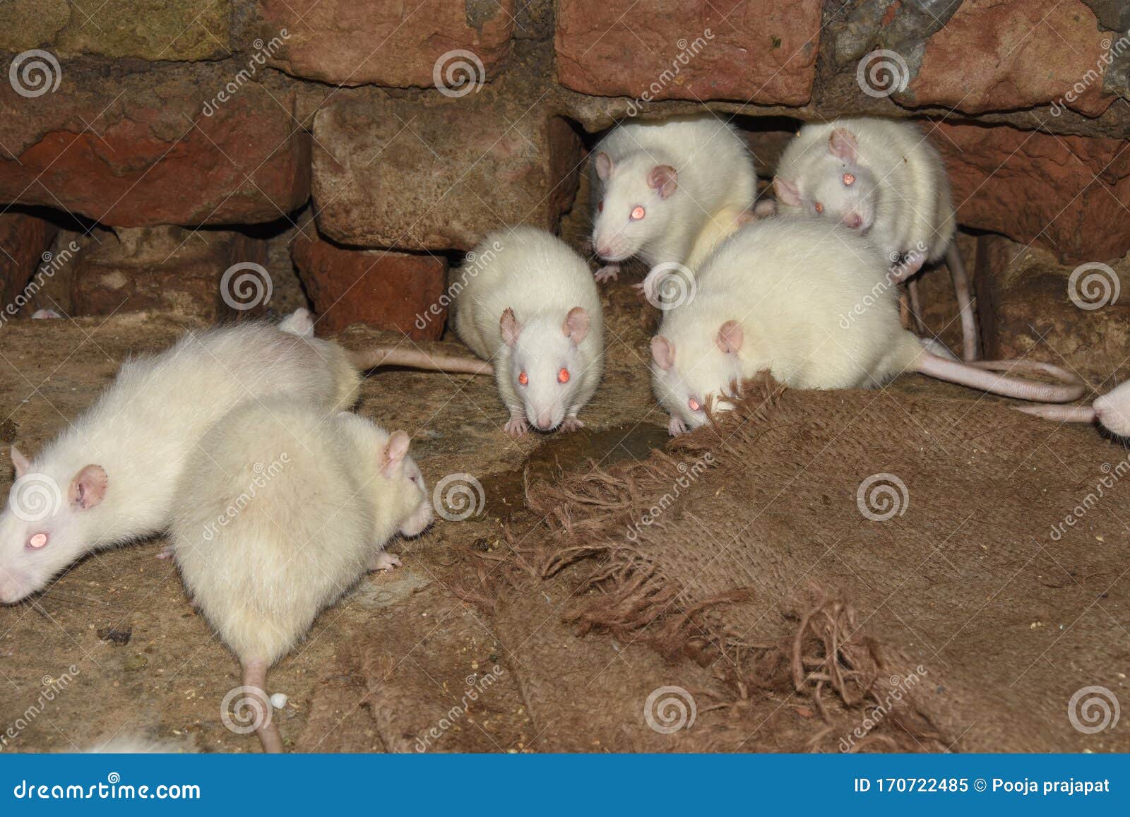 Mice Eat Popcorn and Granule Together Stock Image - Image of mice ...
