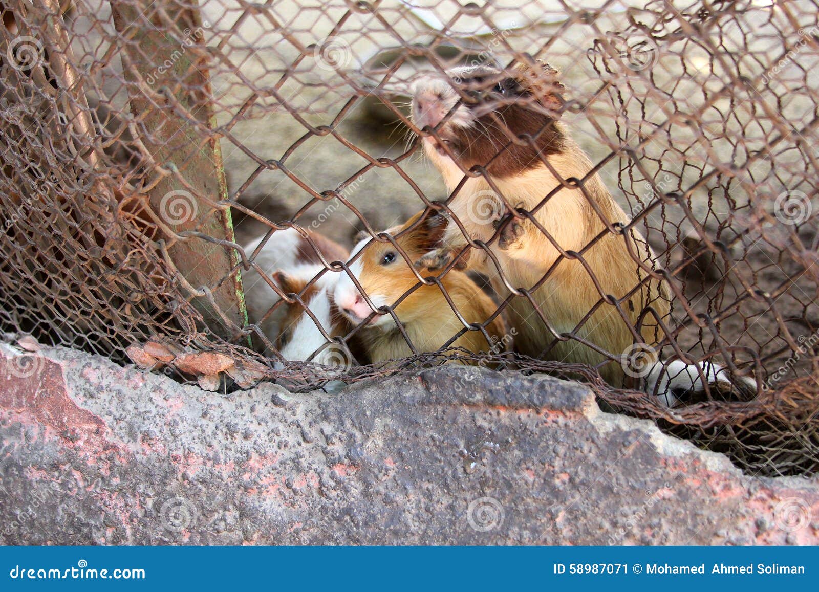 Mice stock image. Image of beautiful, mammals, rabbit - 58987071