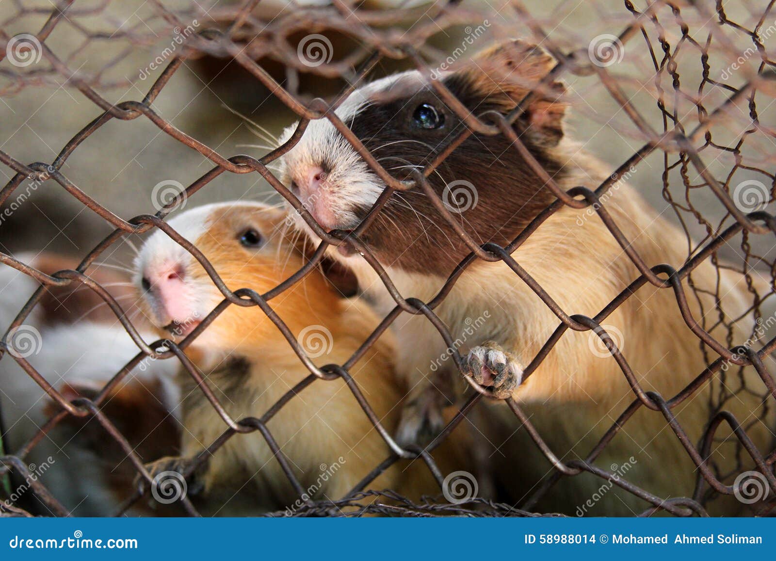Mice stock photo. Image of mammals, brown, cute, park - 58988014