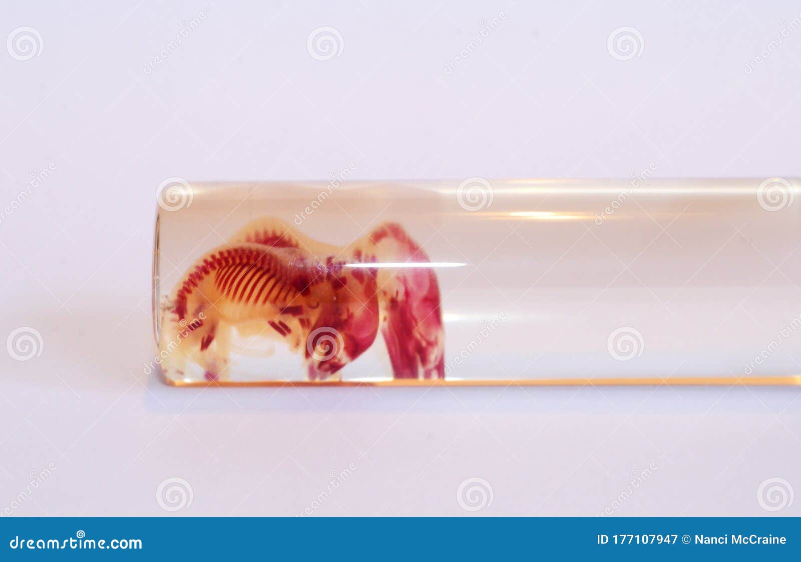 Mice Embryos In Scientific Vial For Research Stock Photo ...