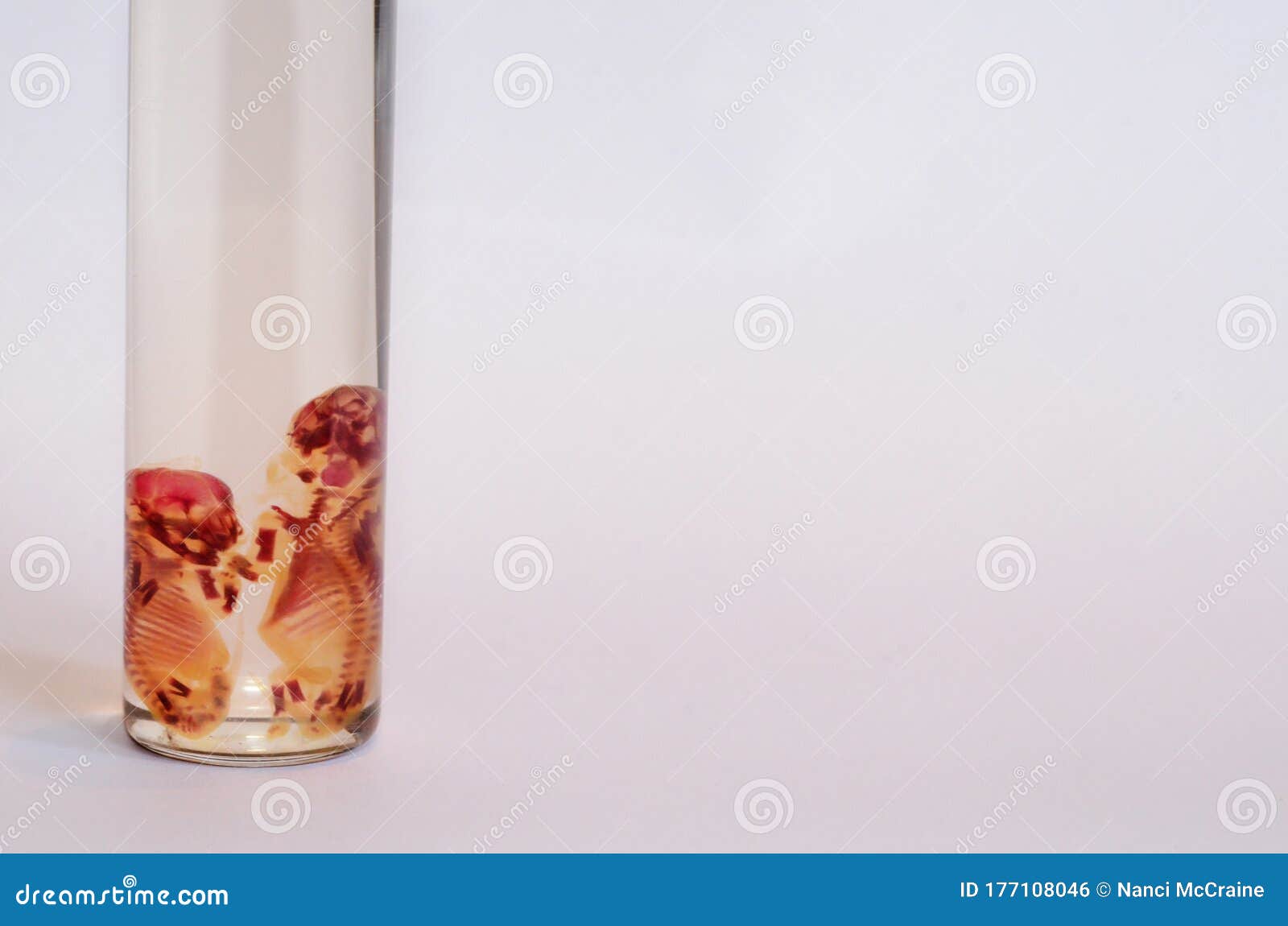 Mice Embryos In Scientific Vial For Research Stock Photo ...