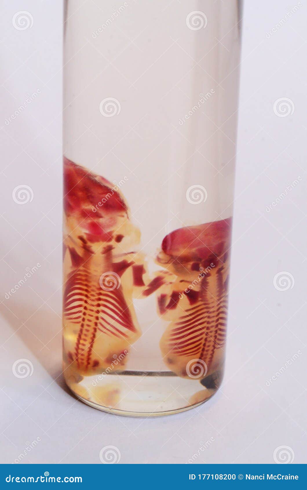 Mice Embryos In Scientific Vial For Research Stock Photo ...