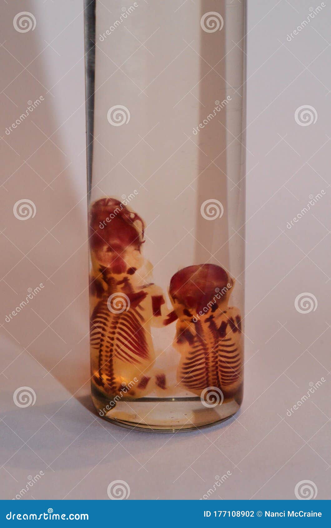 Mice embryo in stasis tube stock photo. Image of internal - 177108902