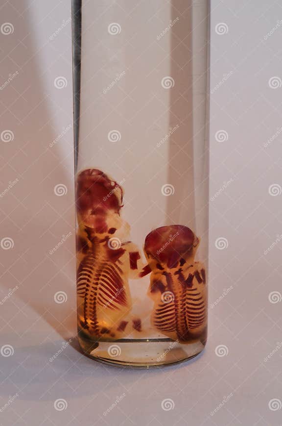 Mice embryo in stasis tube stock photo. Image of internal - 177108902