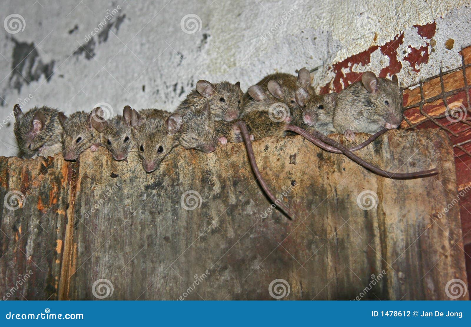 The mice family stock photo. Image of farm, jean, mammals - 1478612