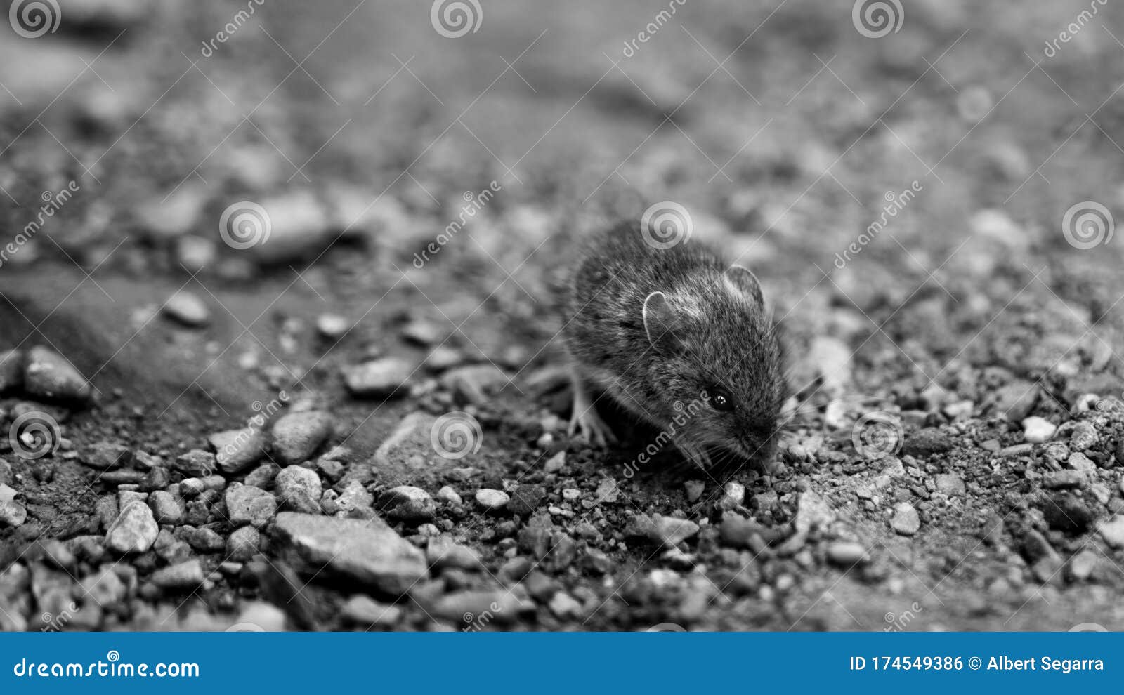 Mice in the floor stock photo. Image of nature, wild - 174549386
