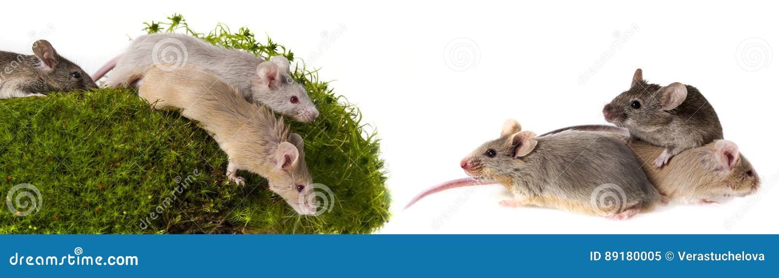 Mice stock image. Image of isolated, furry, domestic - 89180005