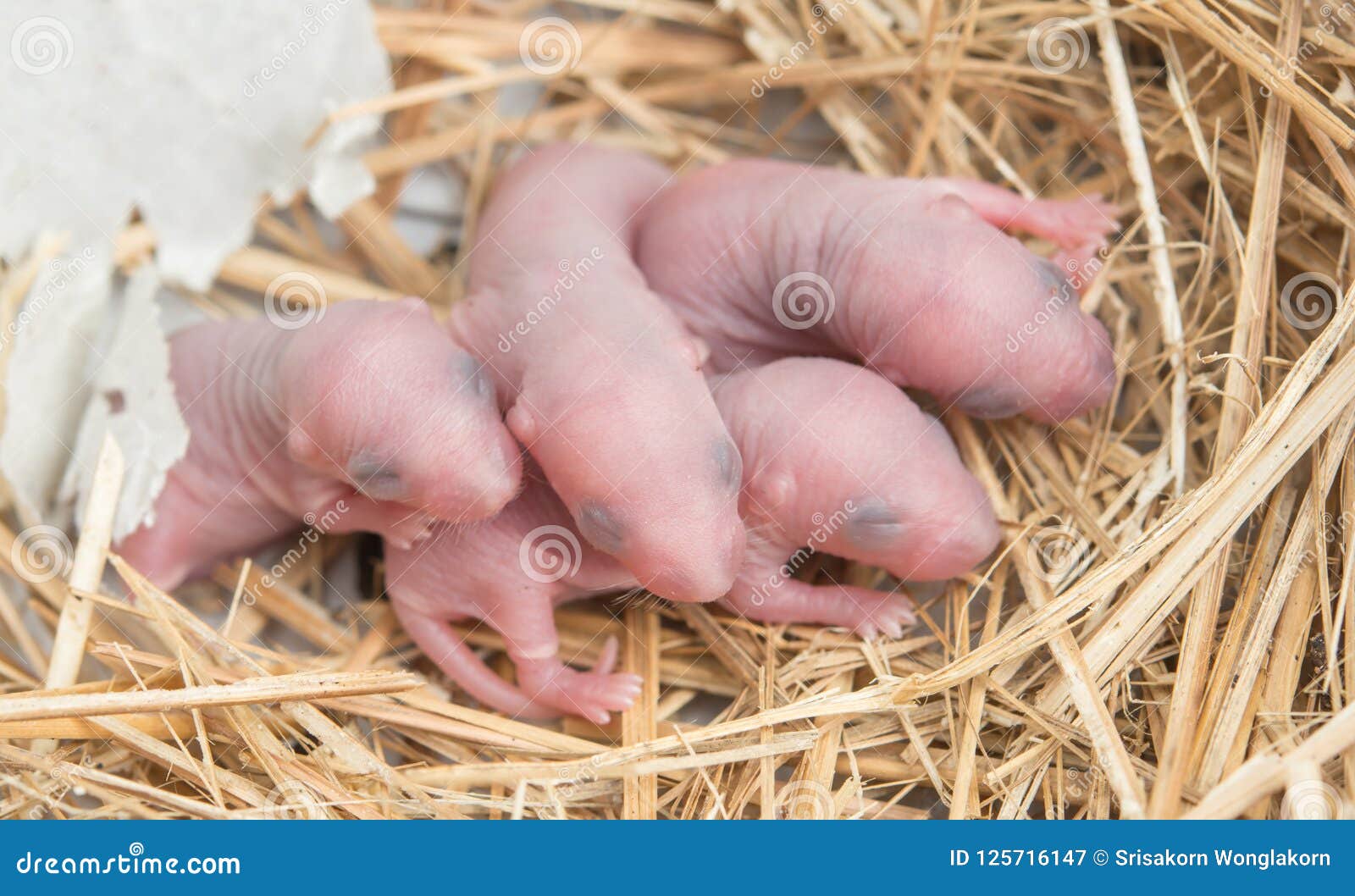 The mice in the nest stock image. Image of mouse, litter - 125716147